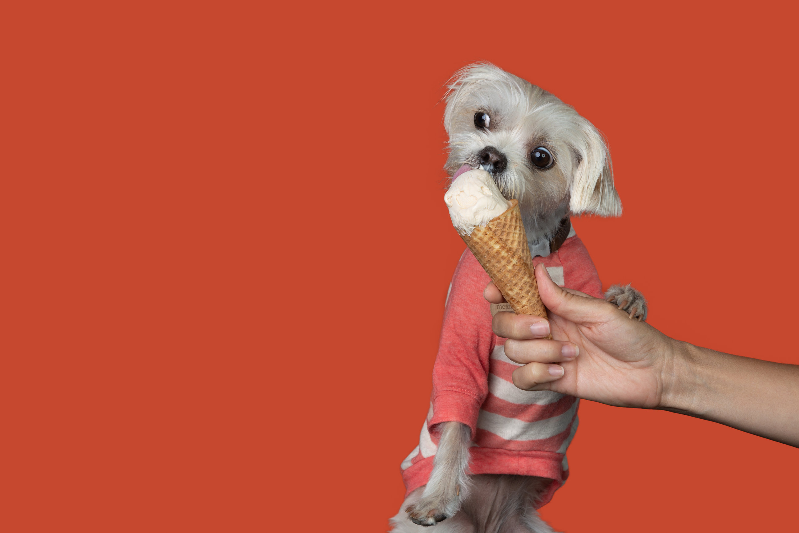 DOGS VS ICE CREAM - Los Angeles Pet Photography of Diana Lundin