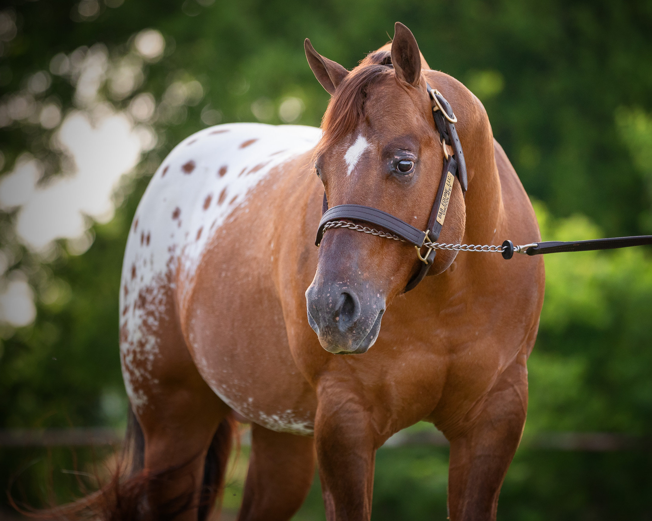 Dallas TX Equine & Equestrian Gallery | Penny Whistle Photography