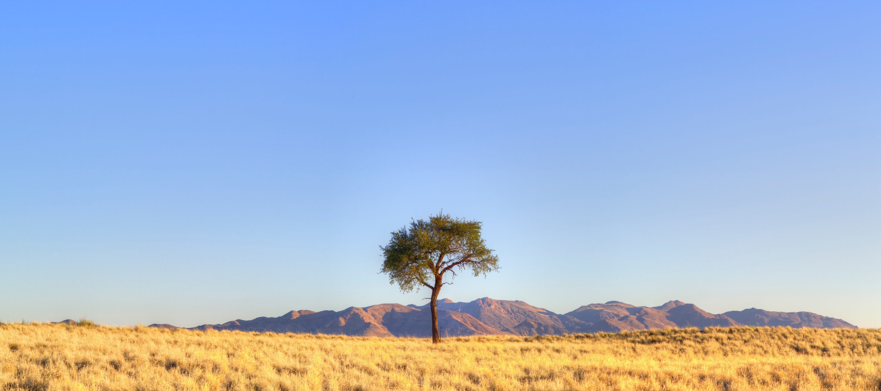 Solo Tree - Kandy Gallery