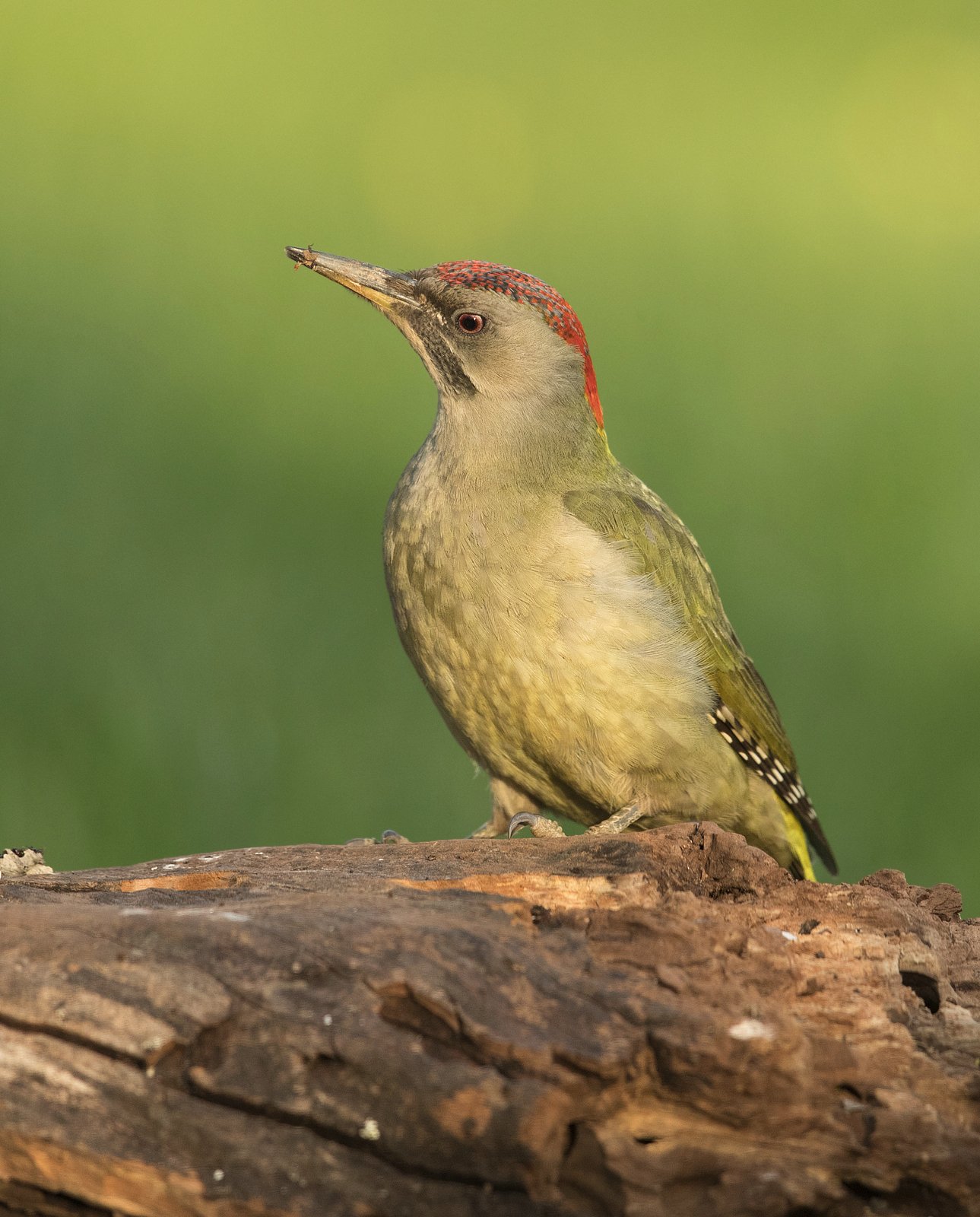 Birds of Northern Spain - Whistling Wings Photography