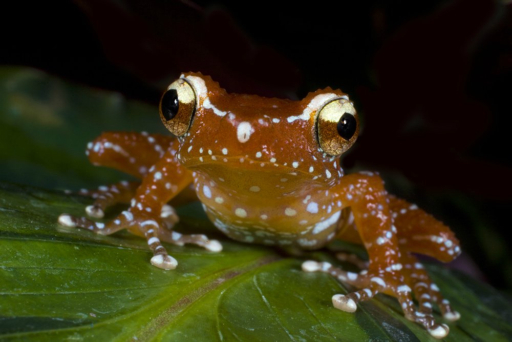 Lovable Frogs - Jim Zuckerman photography & photo tours