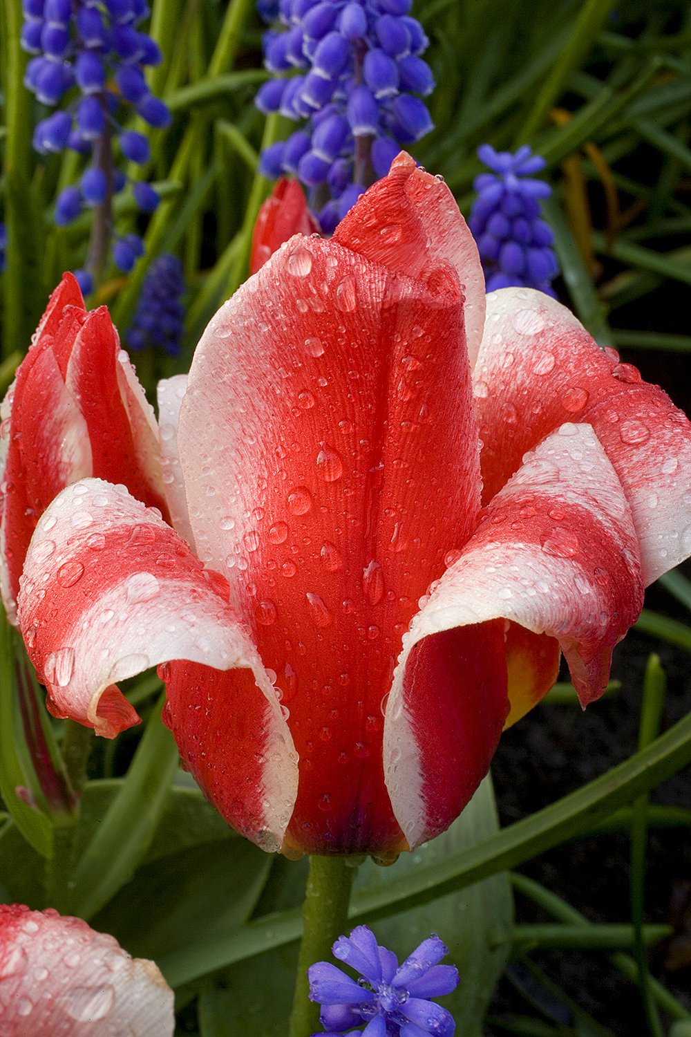 Keukenhof Gardens - Jim Zuckerman photography & photo tours