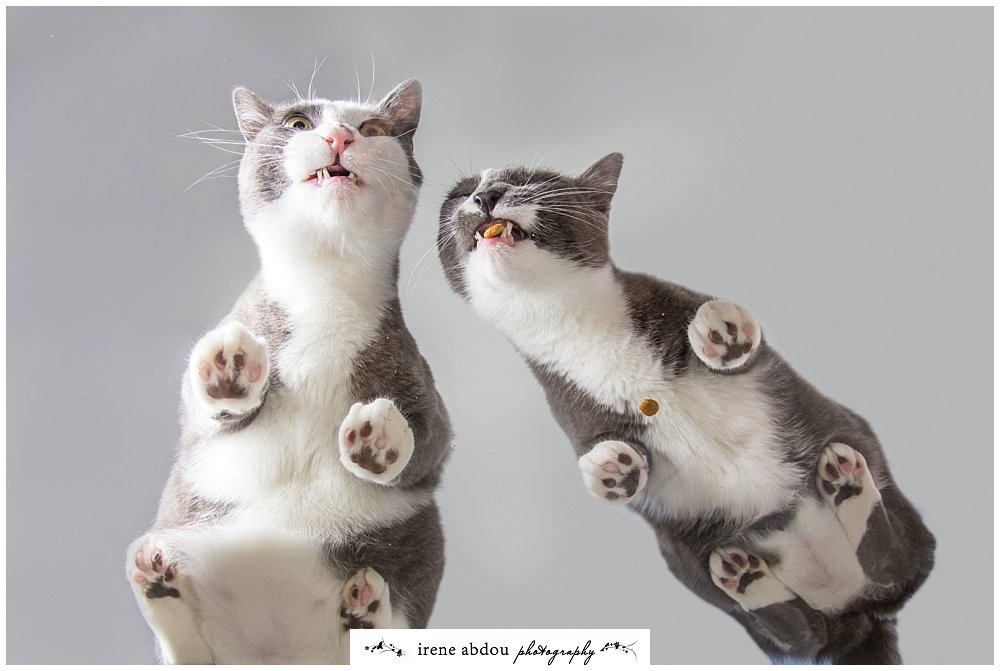 Maryland Pet Photography-Dog, Cat, Horse Photography