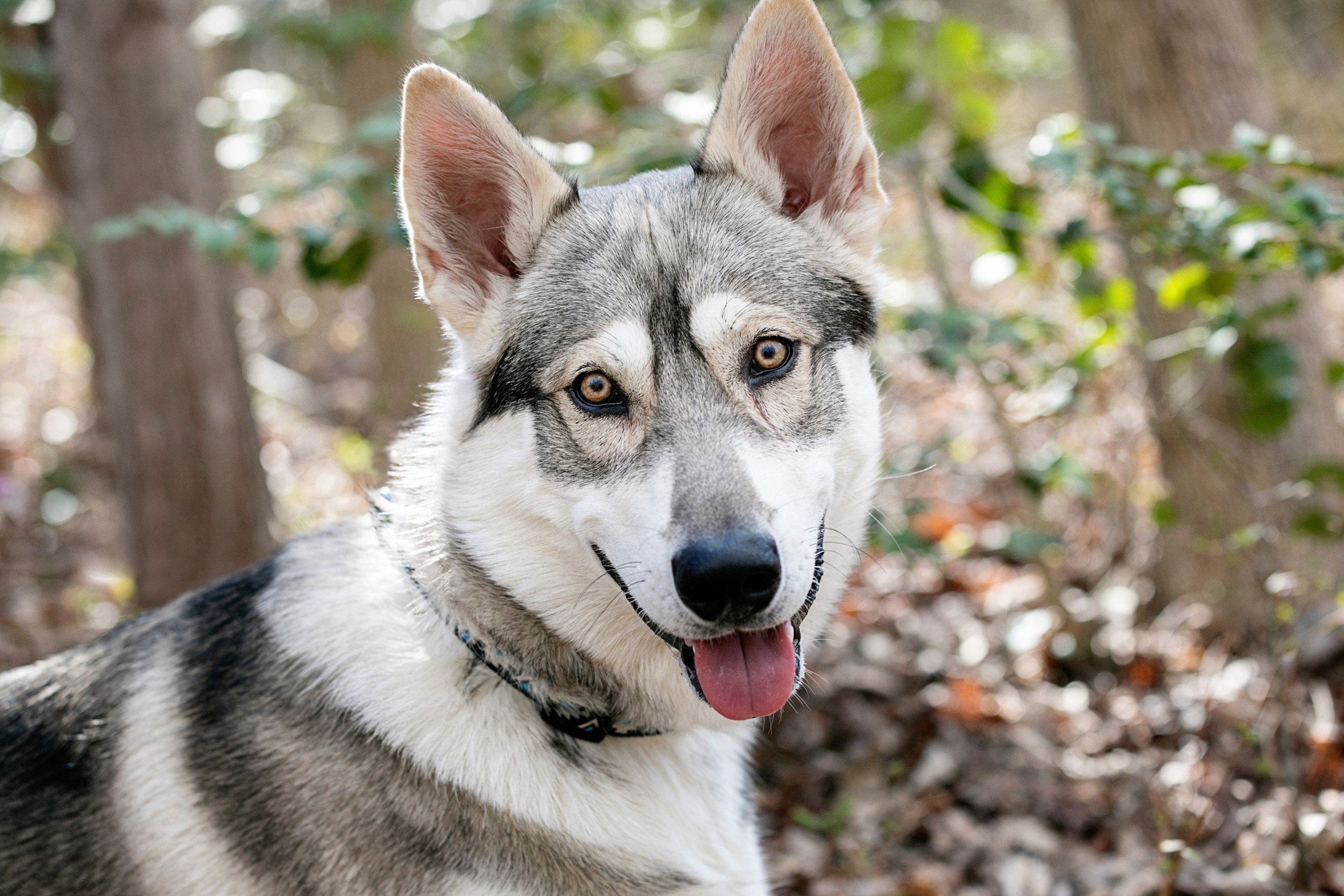 MEET LISA - Lisa Ward