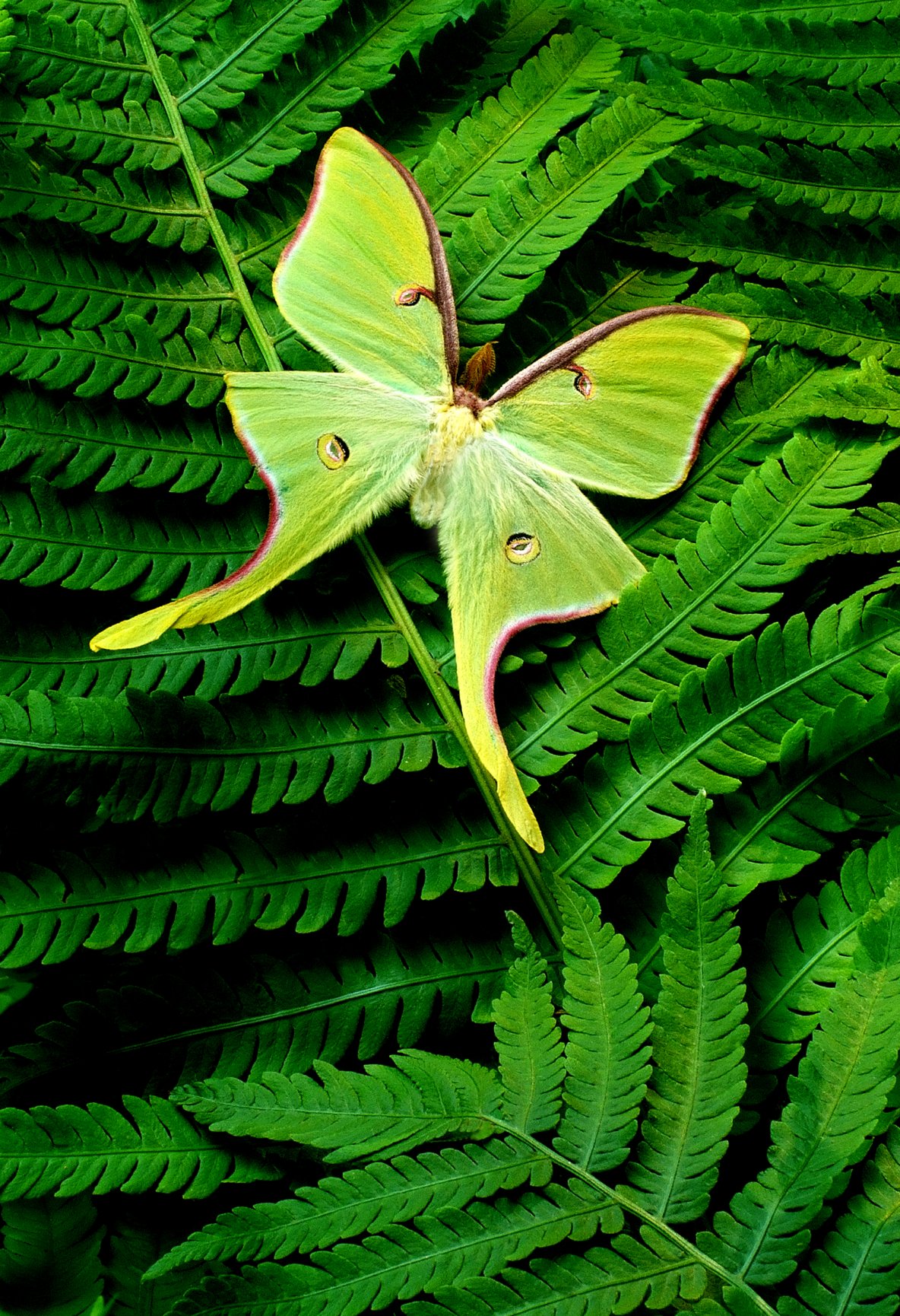 Critters by Mike Moats | Award Winning Macro Photographer | Sterling, MI