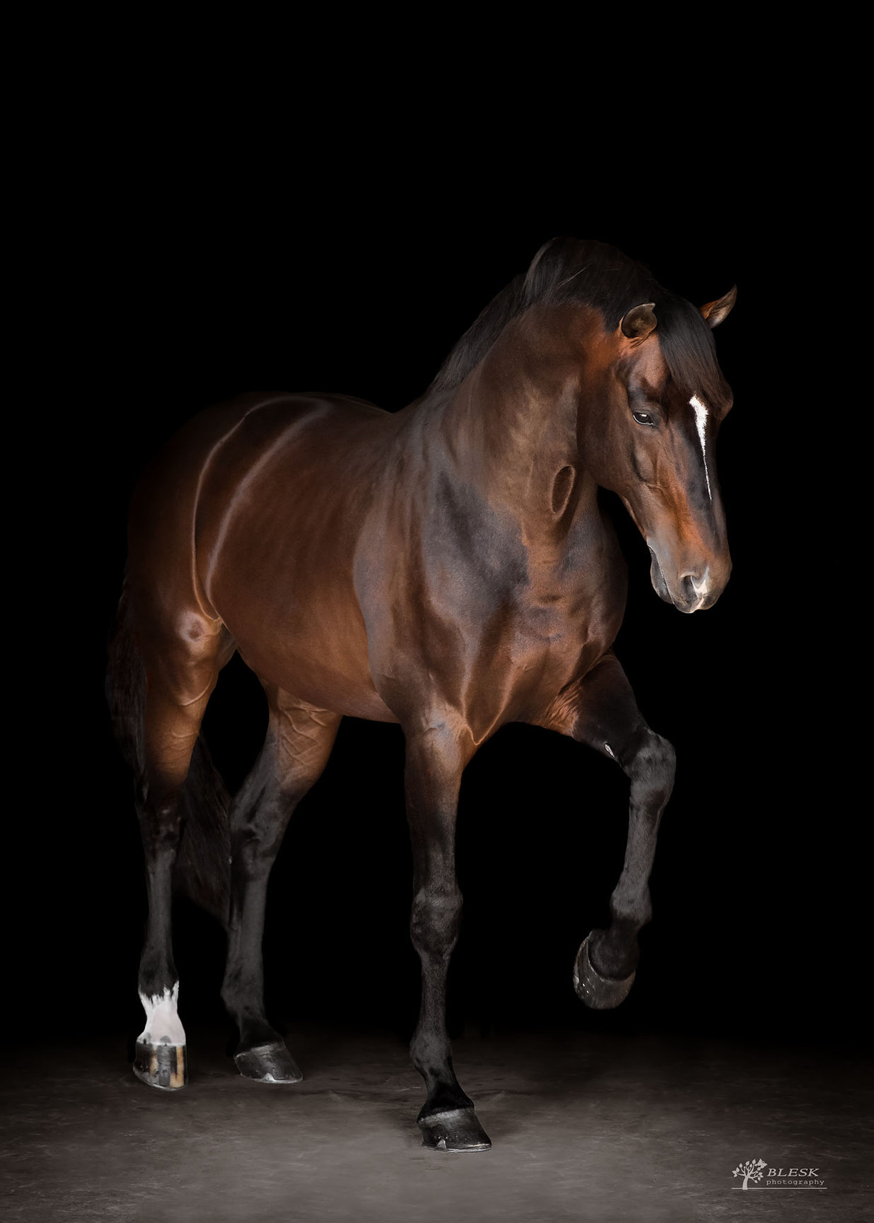 EQUESTRIAN - blesk photography