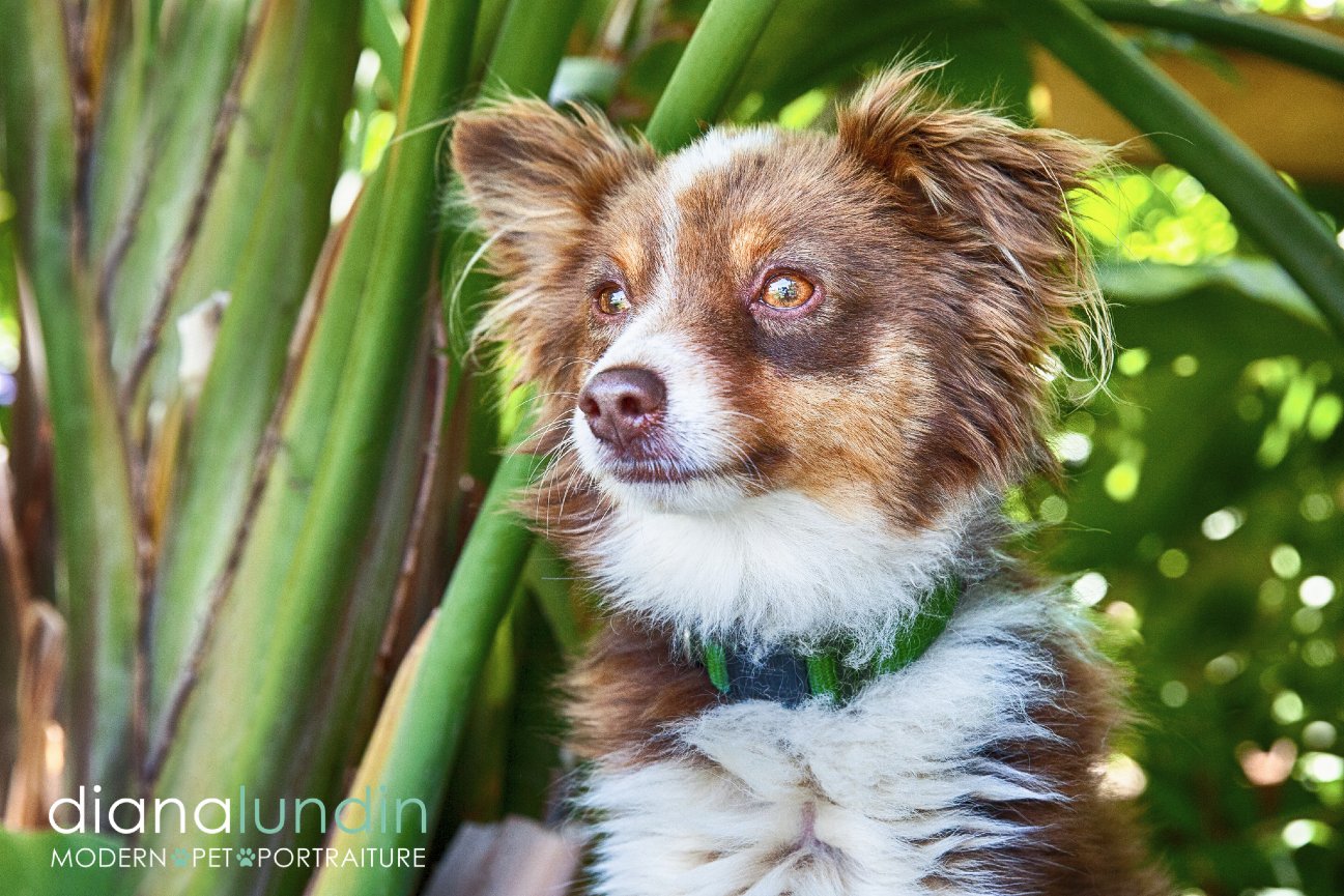 Meet the Latest Adoptables from The Little Red Dog and Mutts in Need ...