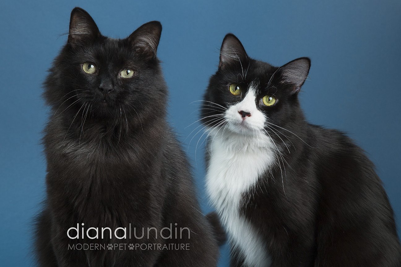 My Cat Boys Get Their Portrait Taken - Los Angeles Pet Photography of ...