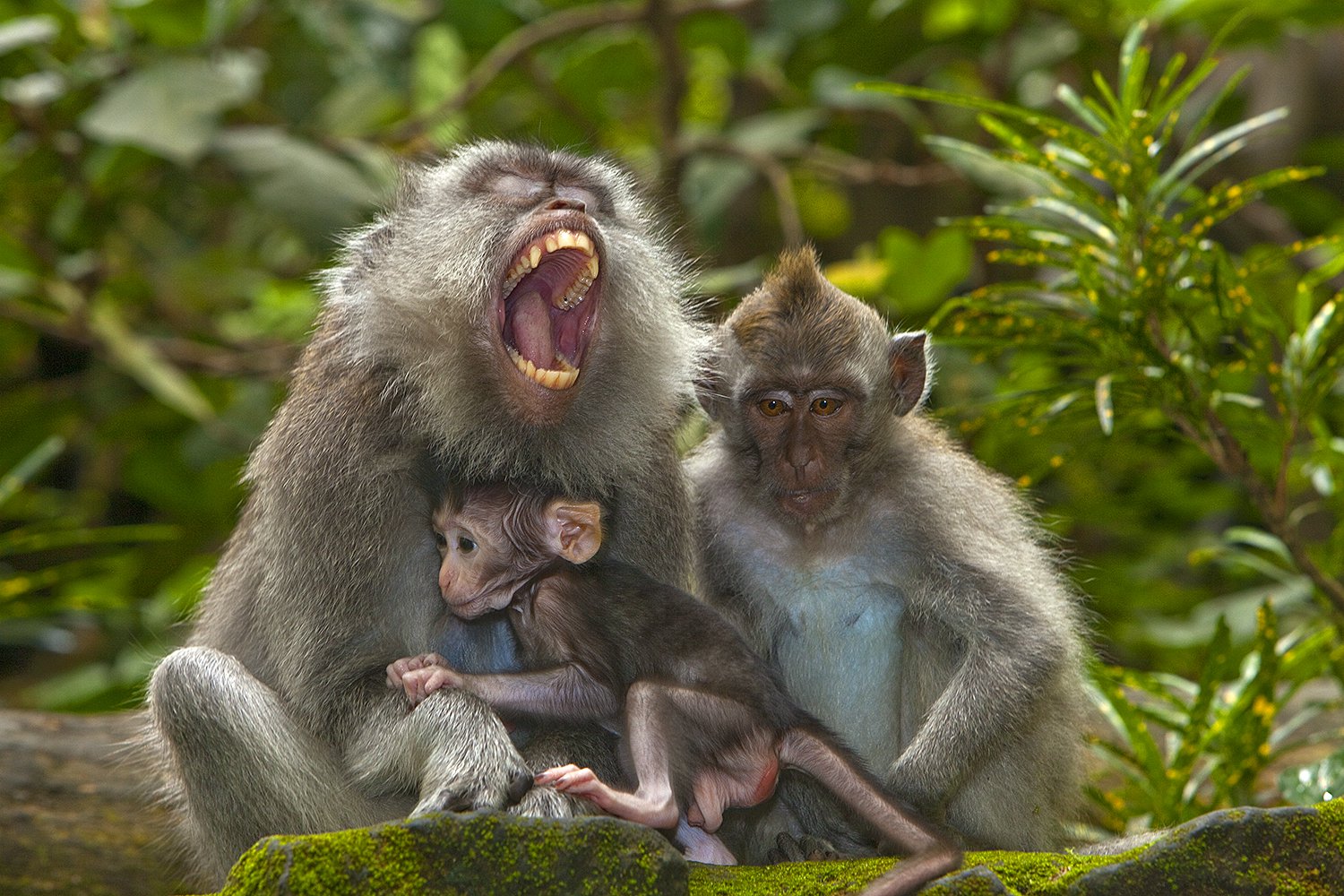 Indonesia - Jim Zuckerman photography & photo tours
