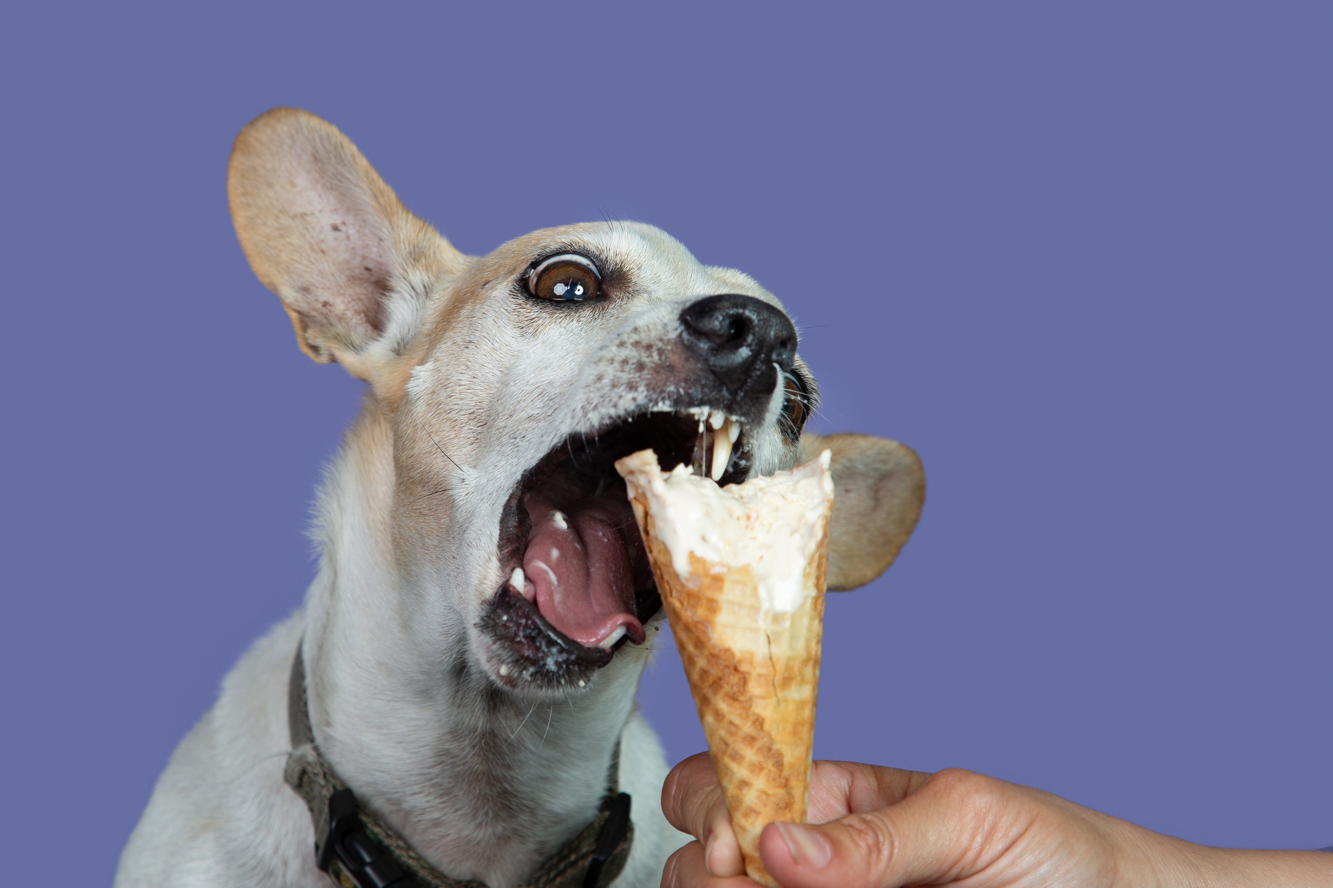 DOGS VS ICE CREAM - Los Angeles Pet Photography of Diana Lundin