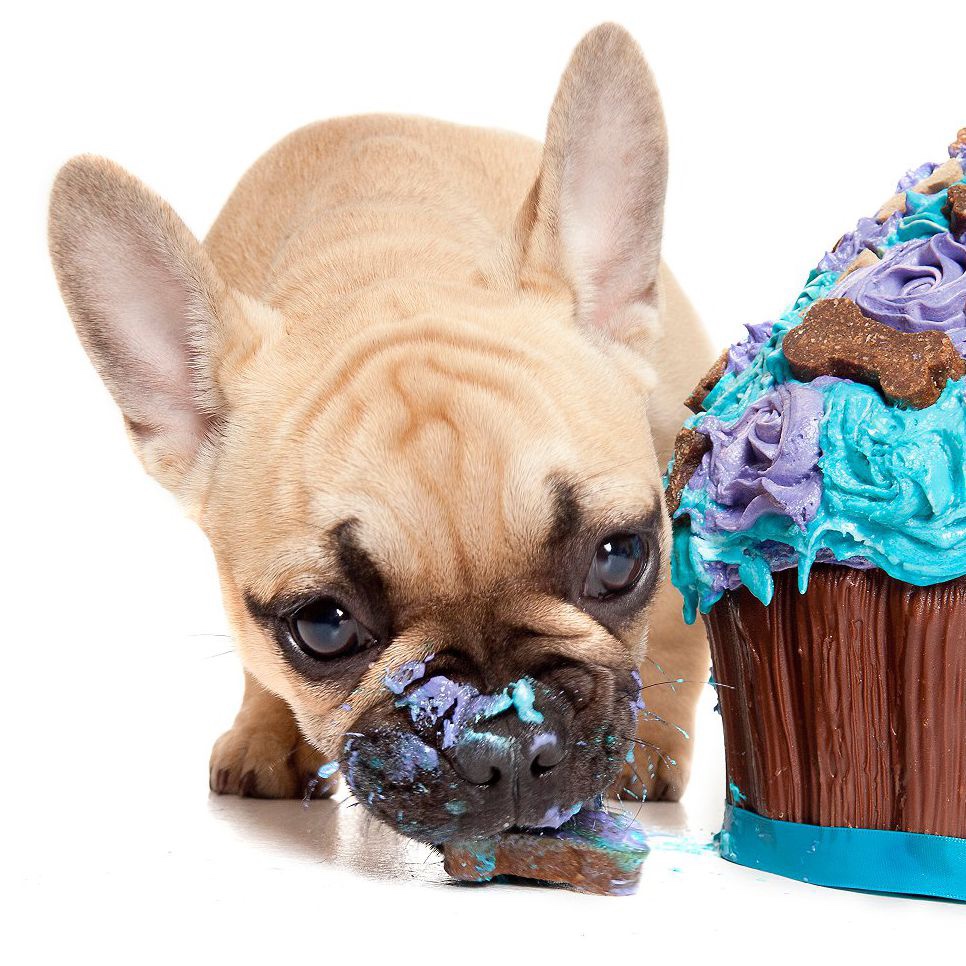 Smash Cake Photoshoot for Dogs Melbourne | Ella + Friends