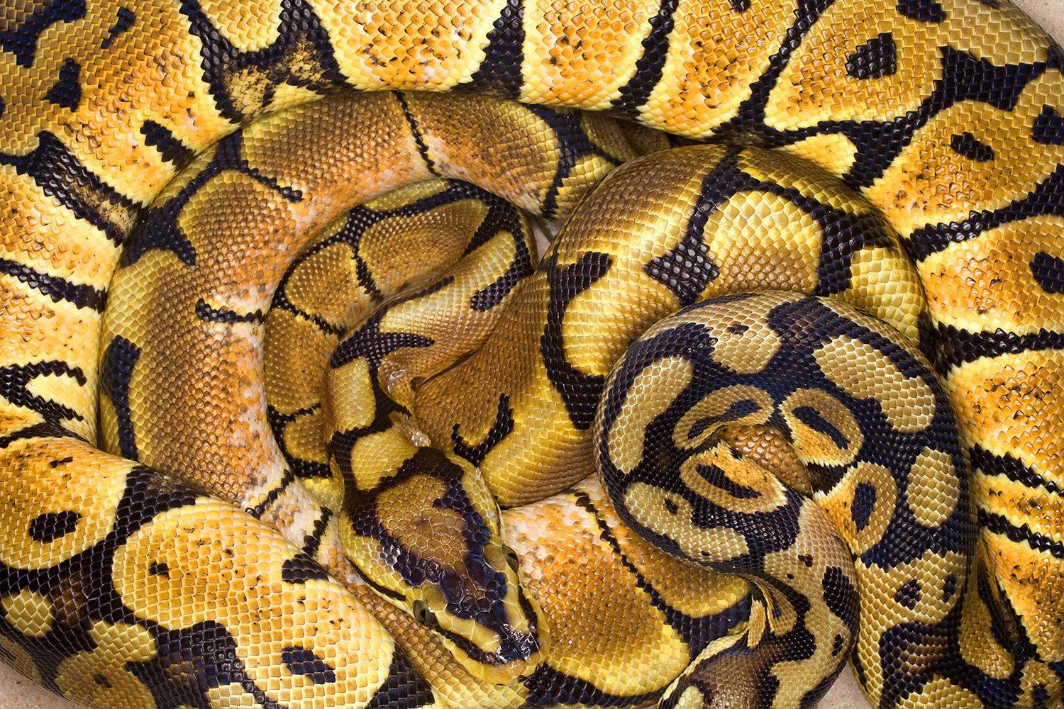 Reptiles and Other Exotics - Jim Zuckerman photography & photo tours