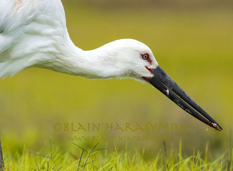 Oriental Stork VS Tree Frog