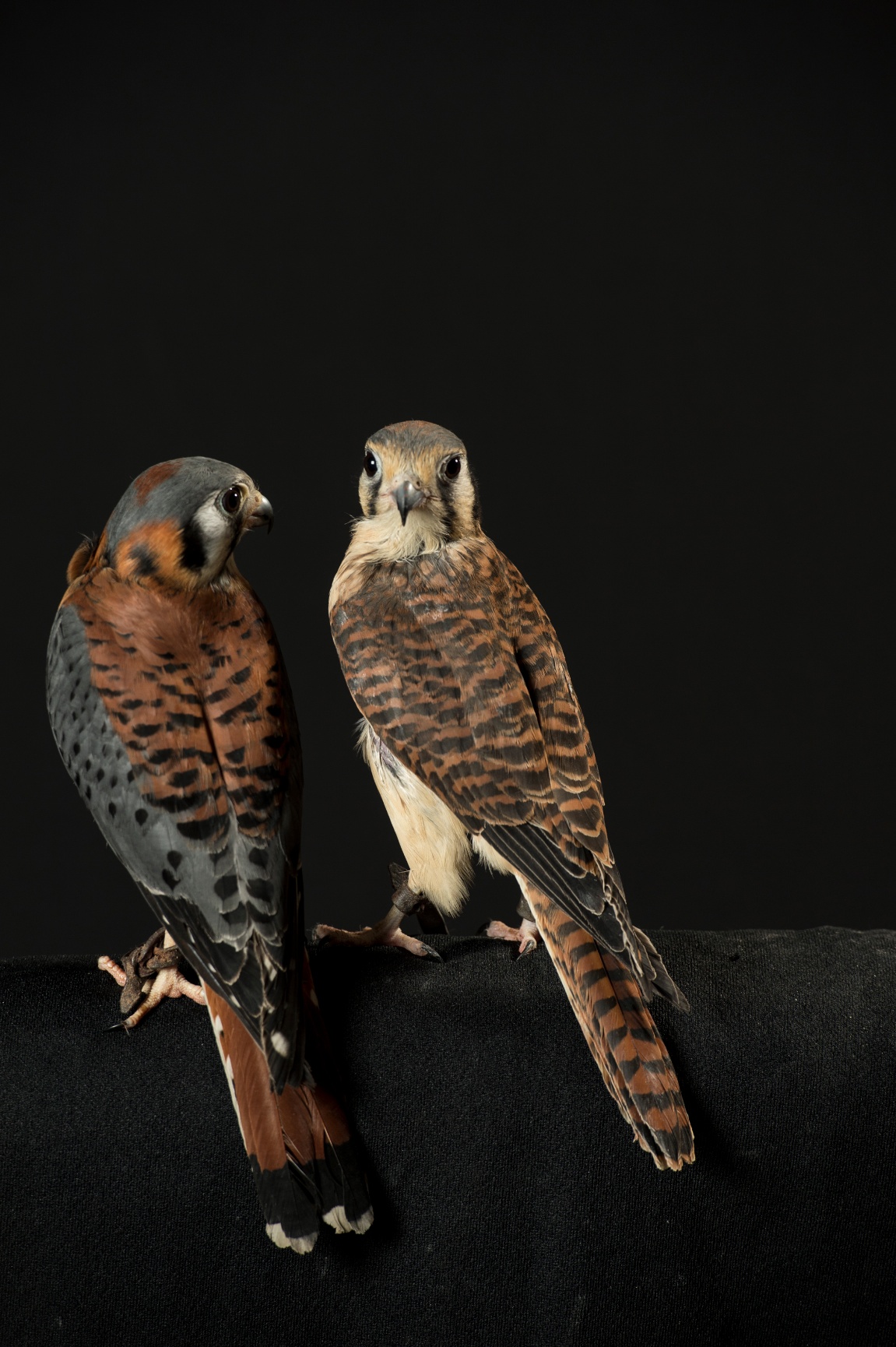Raptors - Sam English Photography