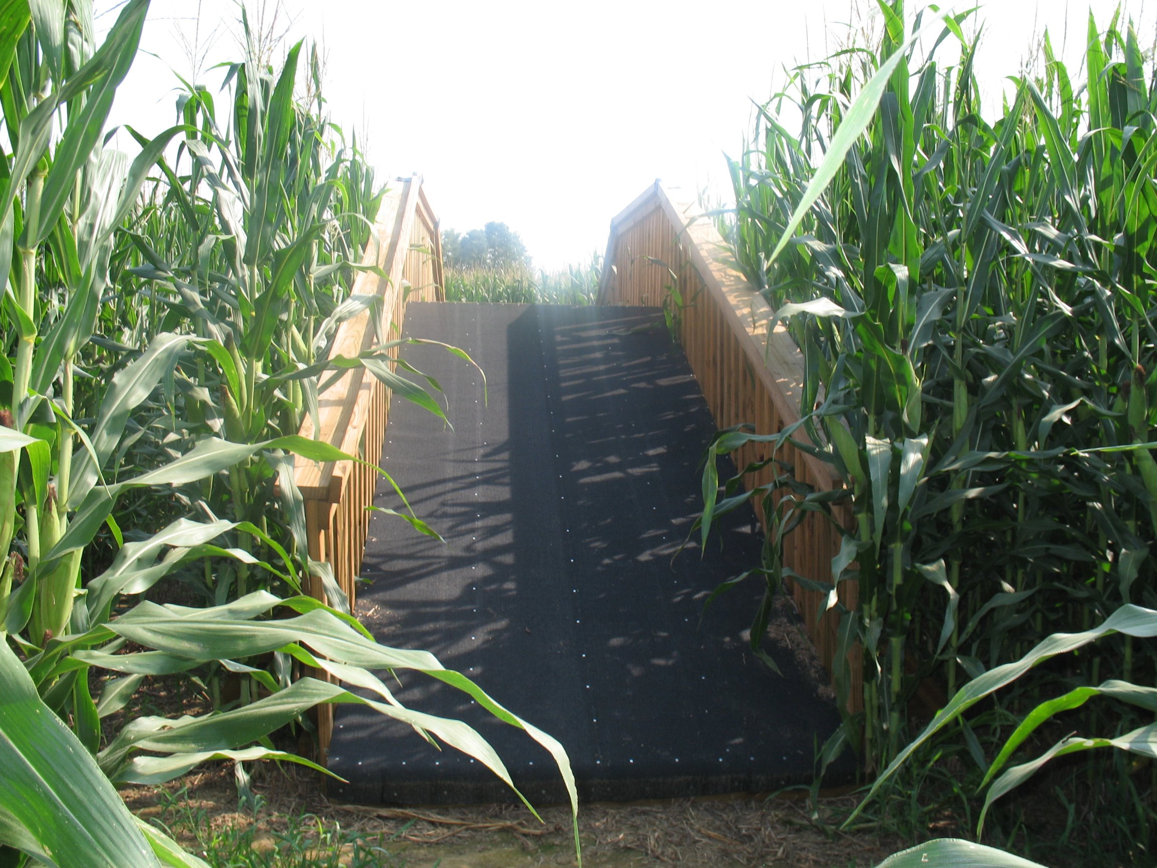 Corn Maze - J Razz and Tazz Farm, LLC