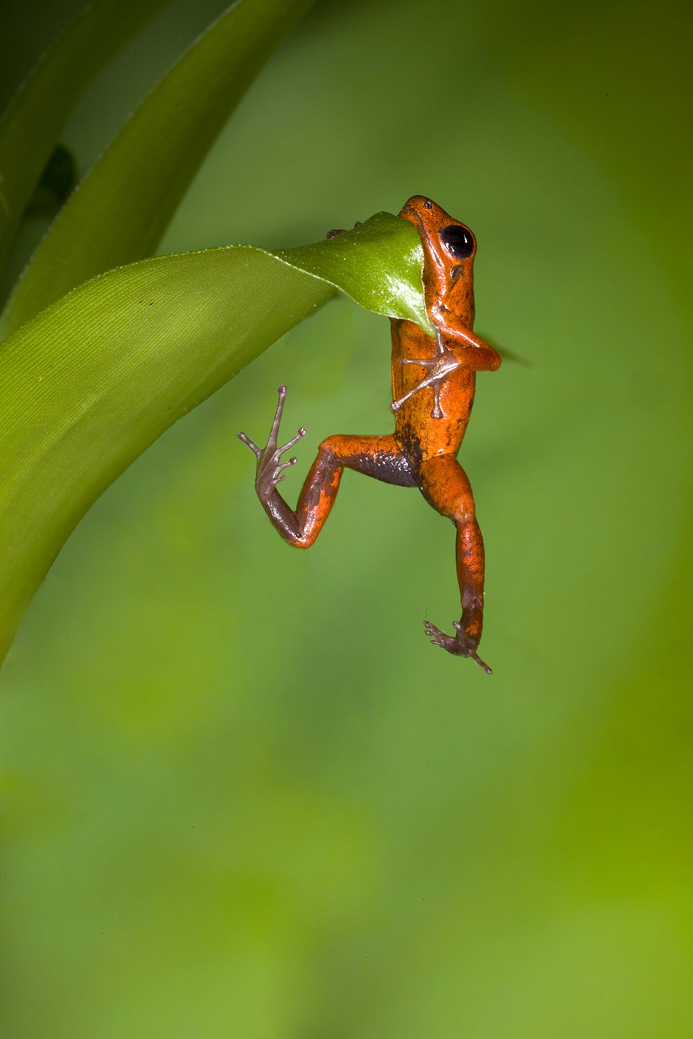 Lovable Frogs - Jim Zuckerman photography & photo tours