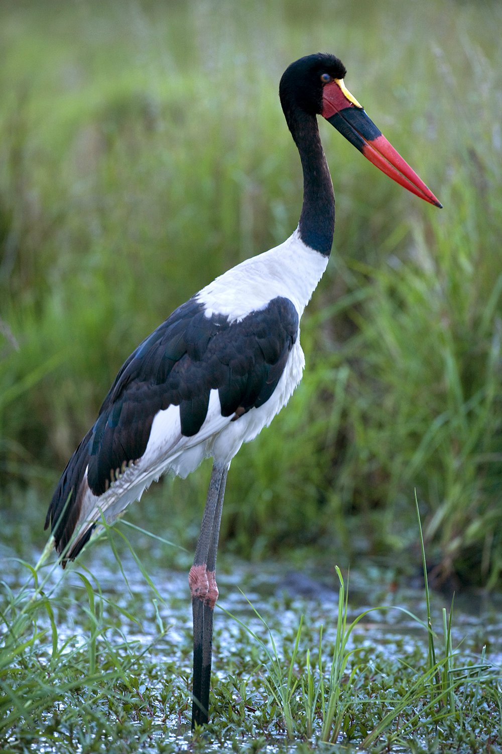 Birds - Jim Zuckerman photography & photo tours