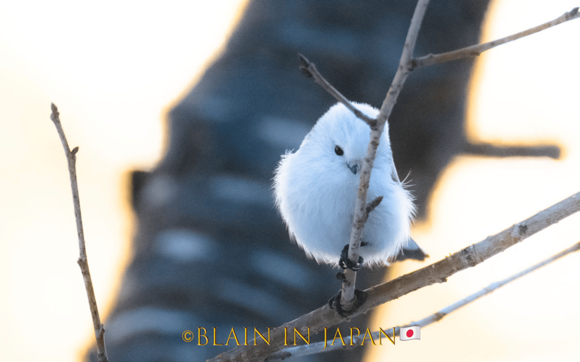 Shima Enaga - A Bonny Bird - JAPAN DREAMSCAPES