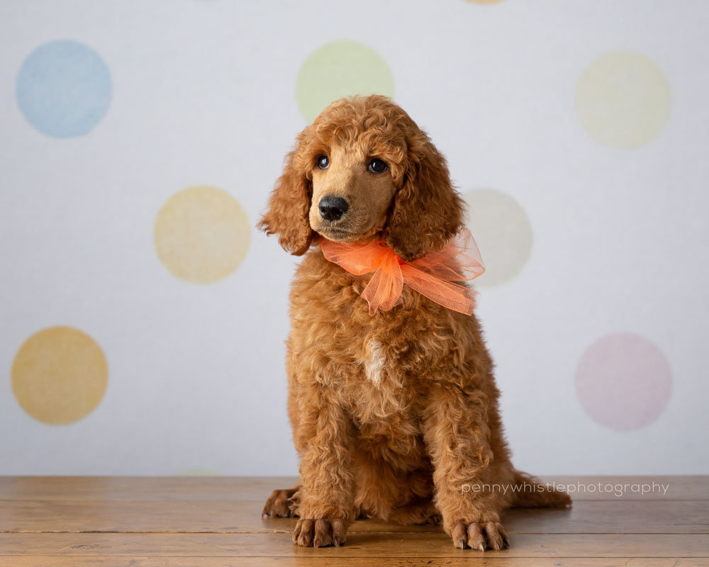 PPP: Poodle Puppy Palooza
