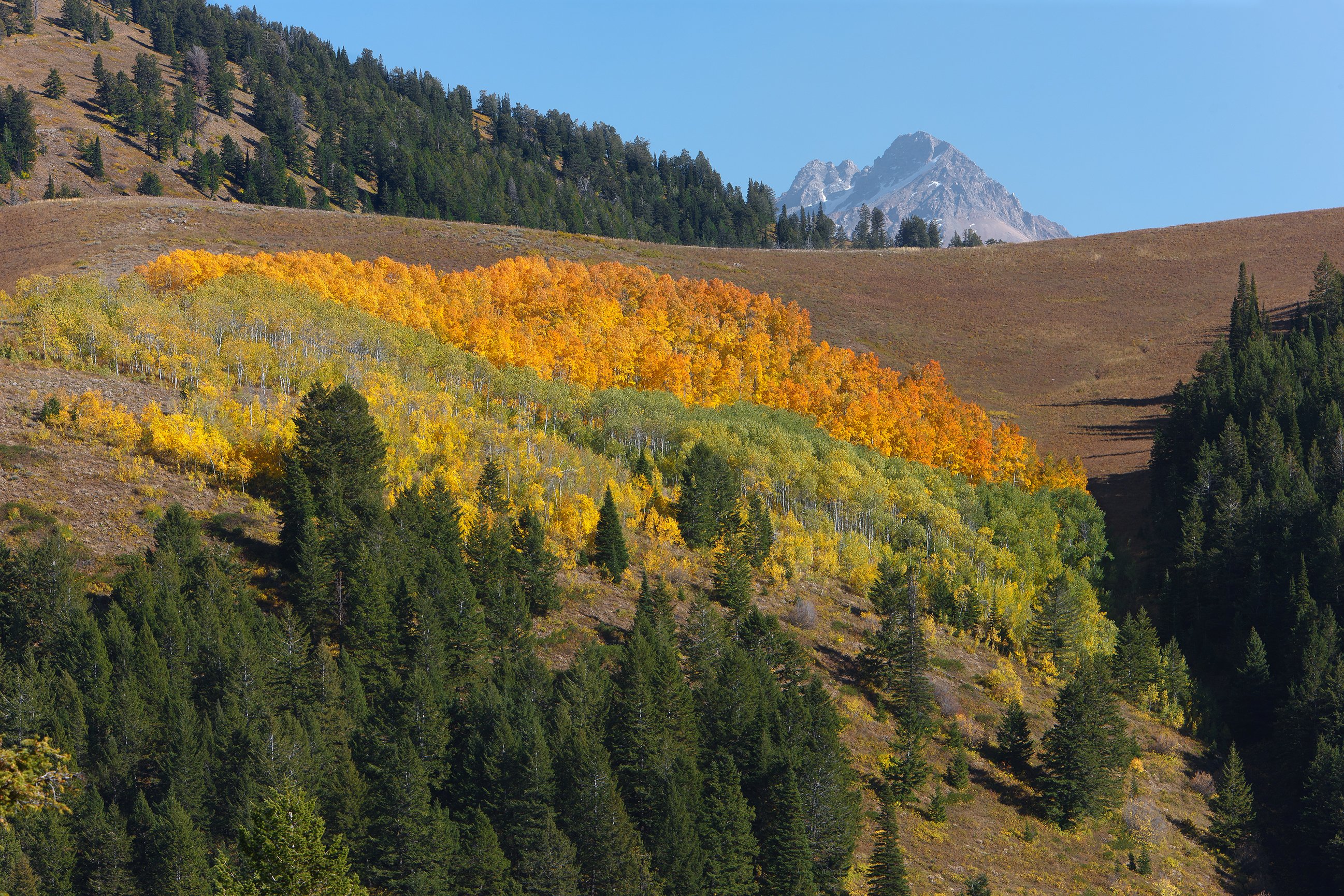 Grand Targhee National Forest - Focus 51, Rod Knowlton, Photographer
