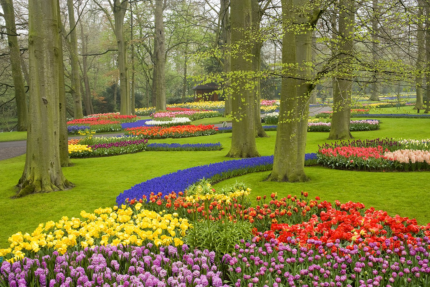Keukenhof Gardens - Jim Zuckerman photography & photo tours