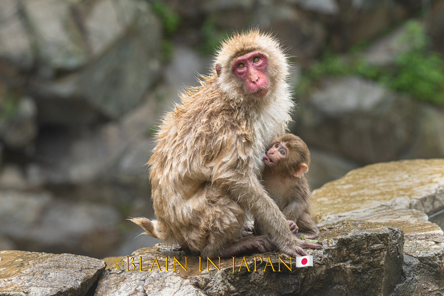 Japanese Macaque - their Battles - Blain Harasymiw Photography