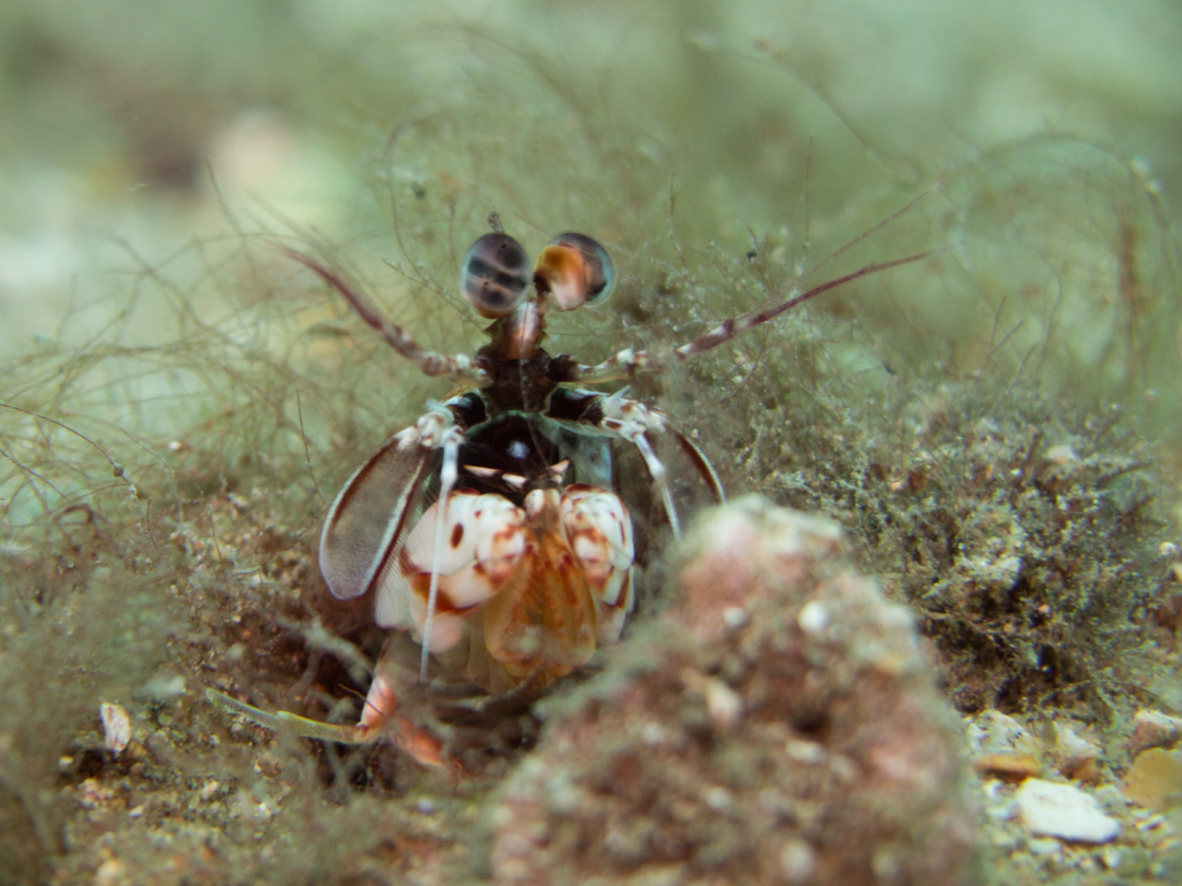 Scuba Shad is a PADI Scuba Dive Instructor available for dives and classes