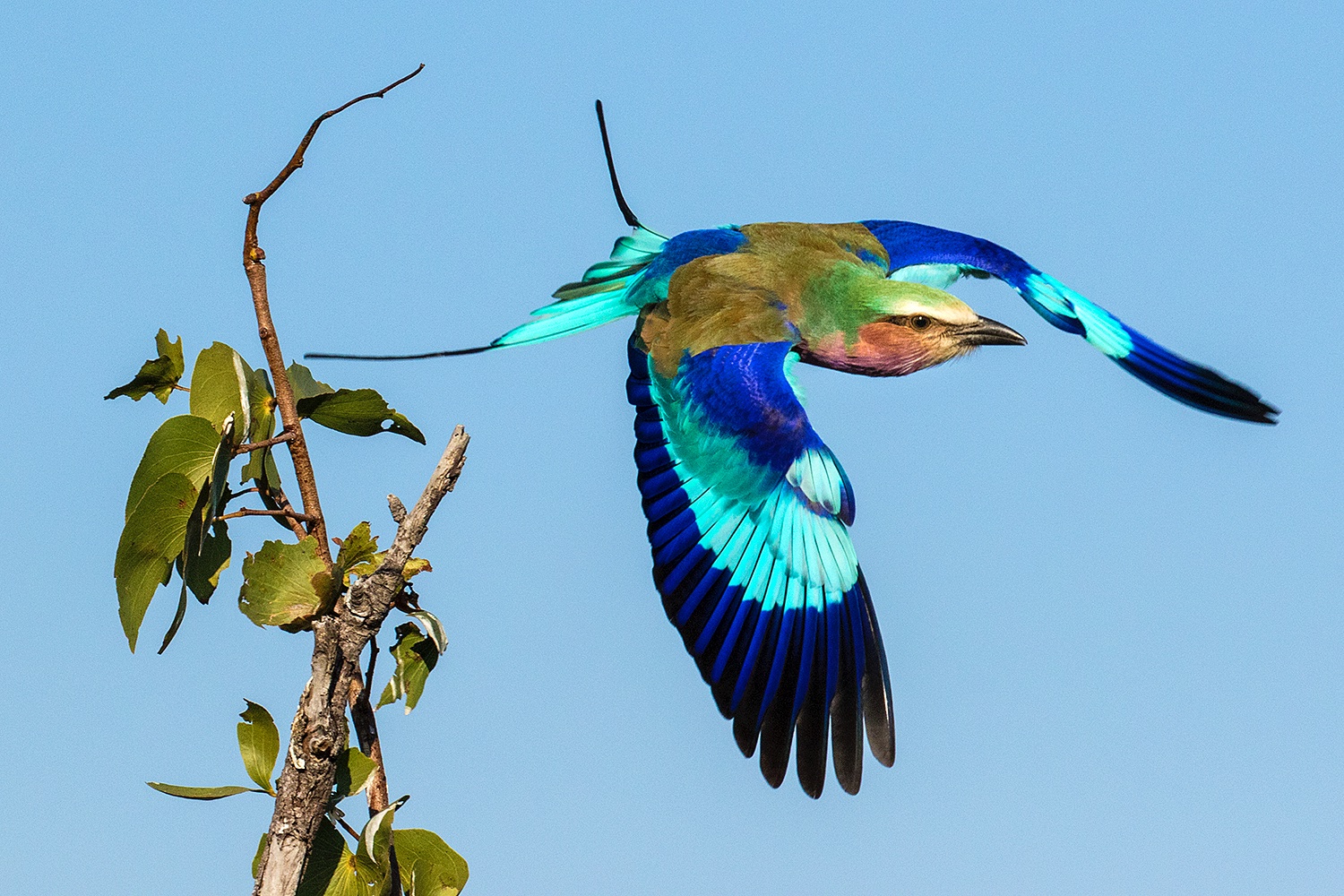 Image stabilization and birds in flight - Jim Zuckerman photography ...