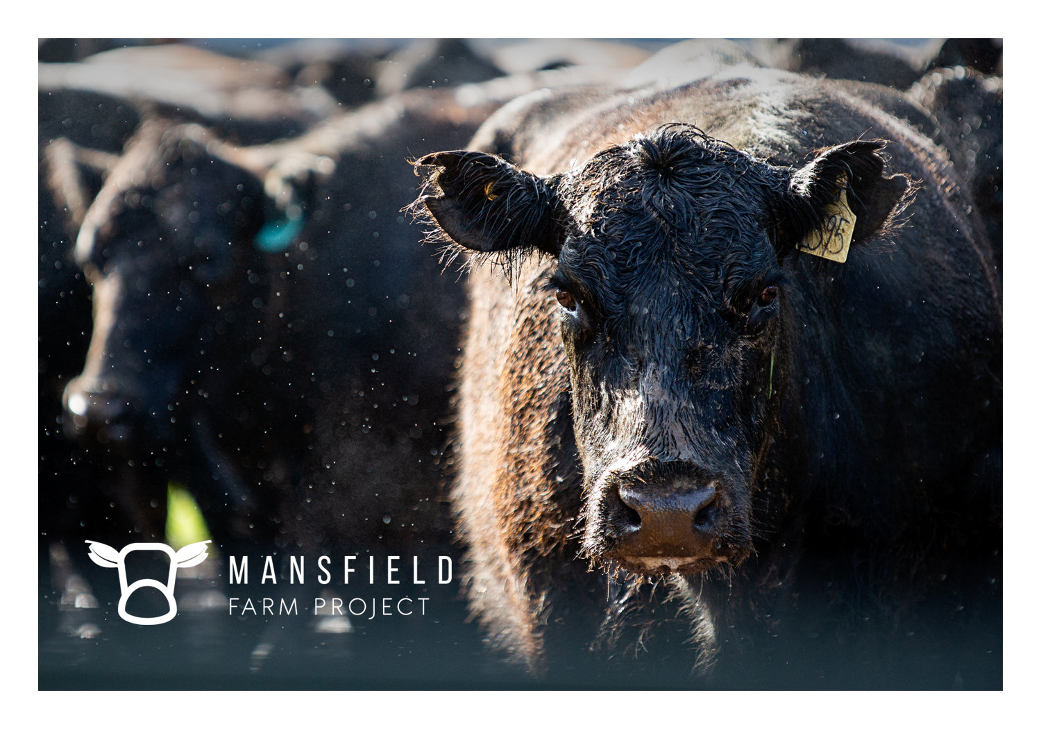 Book a Farm Photo Shoot - sandra lee photography