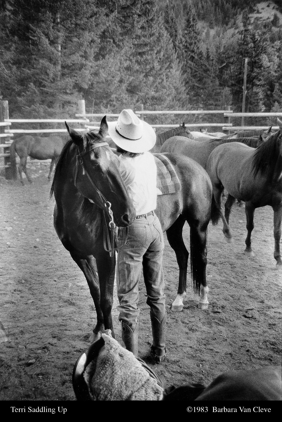 Terri Saddling Up - Barbara P Van Cleve