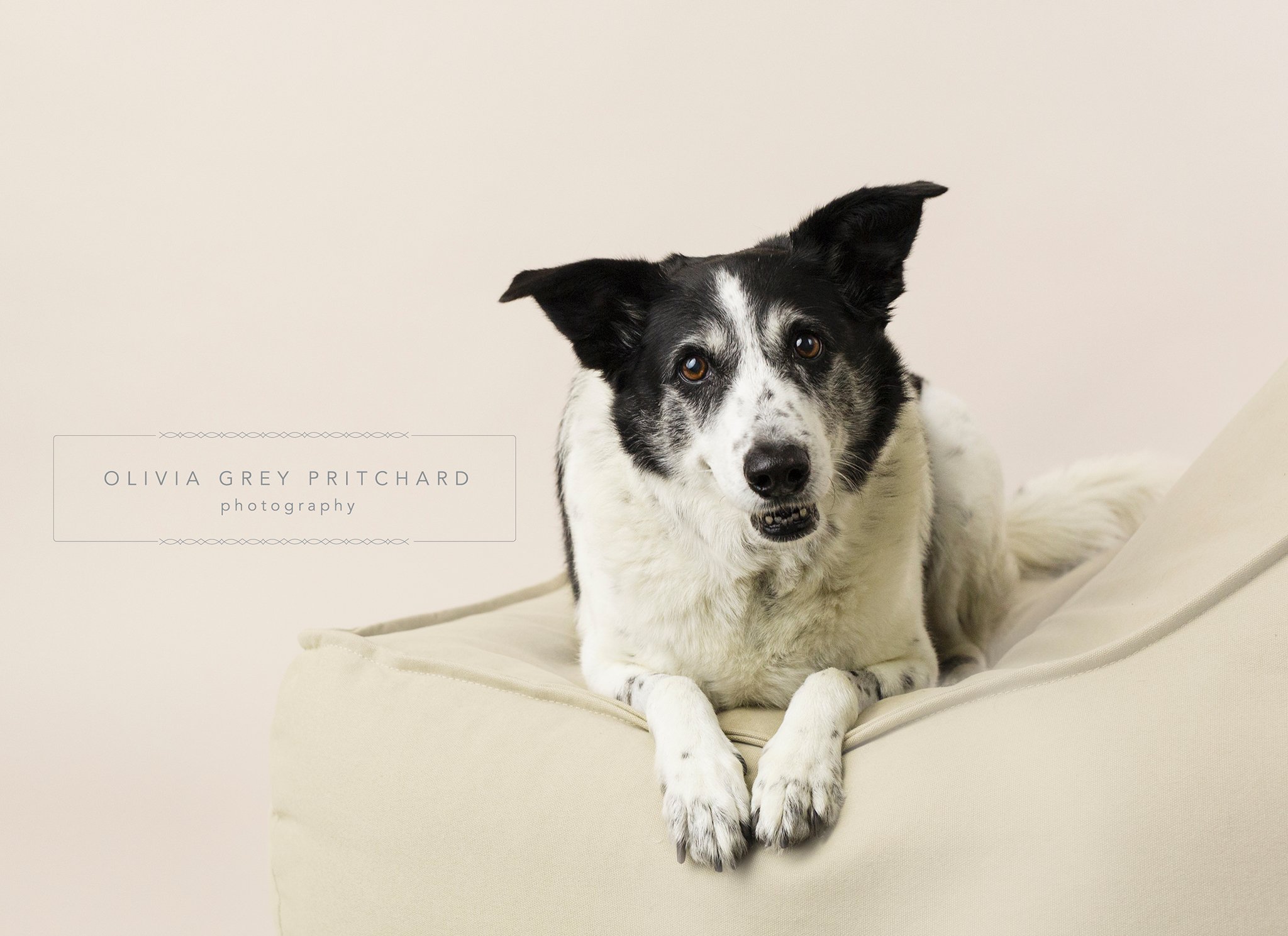 mom and dad's best girl... {new orleans pet photographer} - Olivia Grey ...