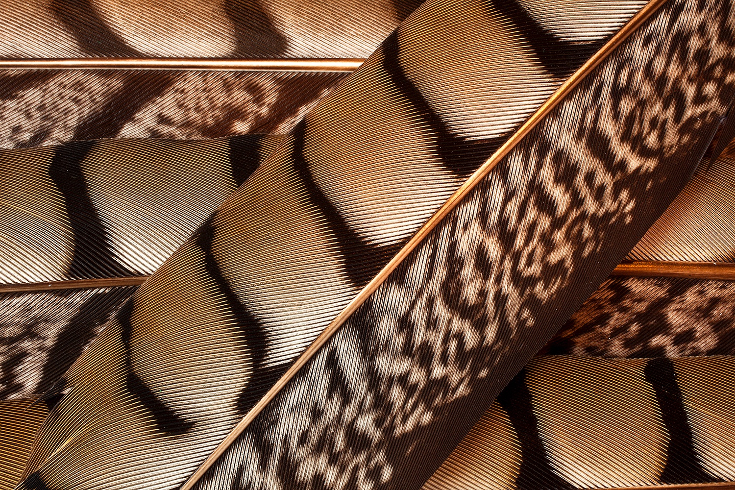 Patterns of Nature - Jim Zuckerman photography & photo tours