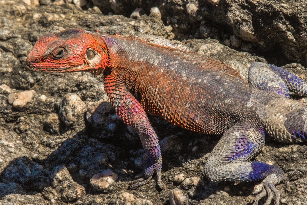 Front light - Jim Zuckerman photography & photo tours