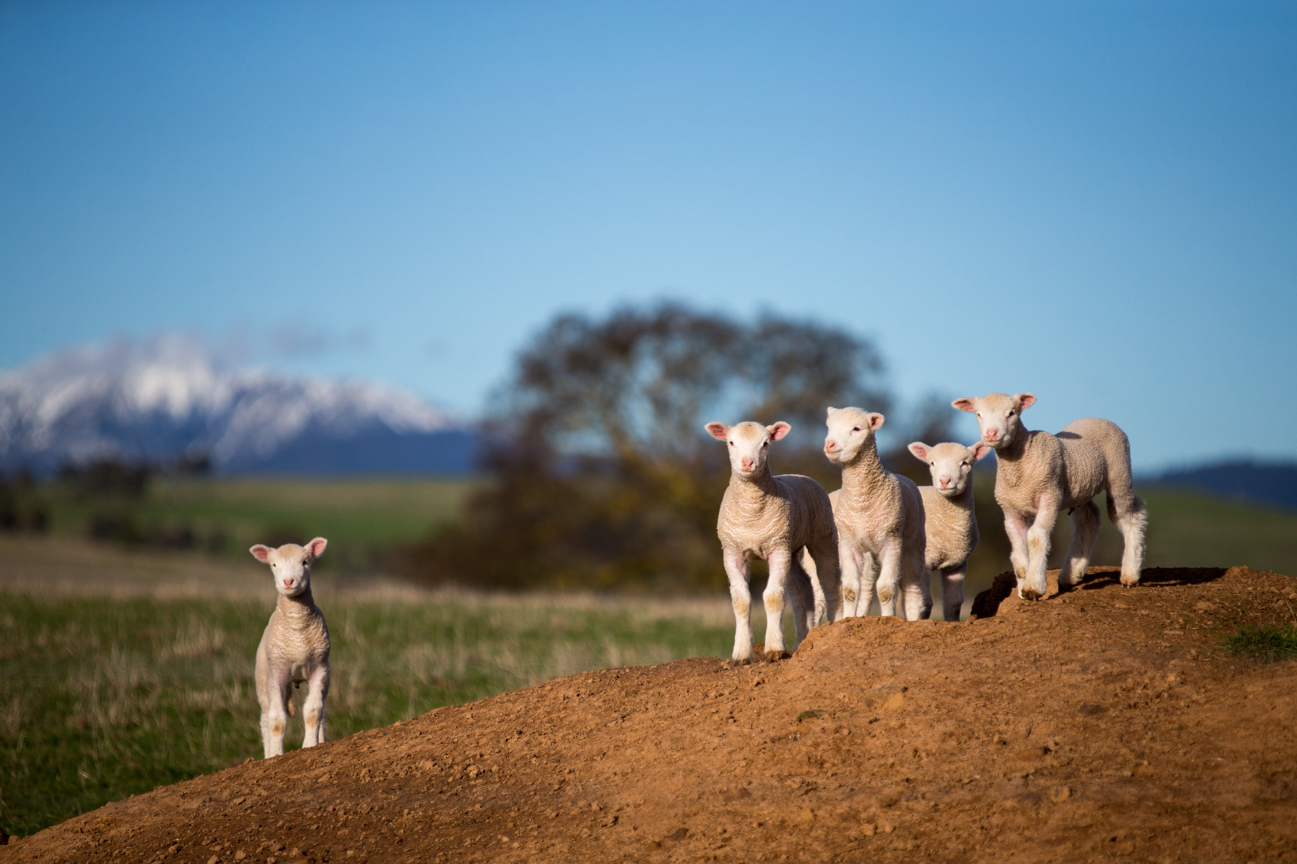 Book a Farm Photo Shoot - sandra lee photography