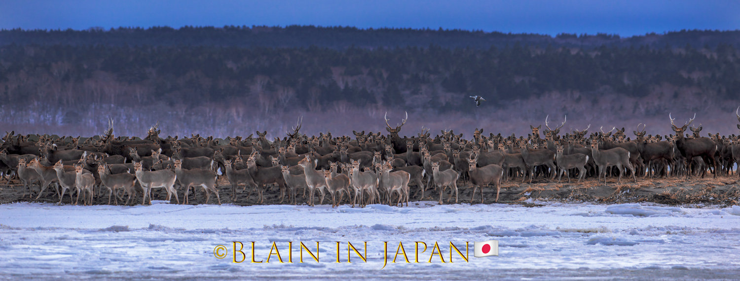 The Largest Herd of Ezo Sika Deer Ever Photographed - Blain Harasymiw ...