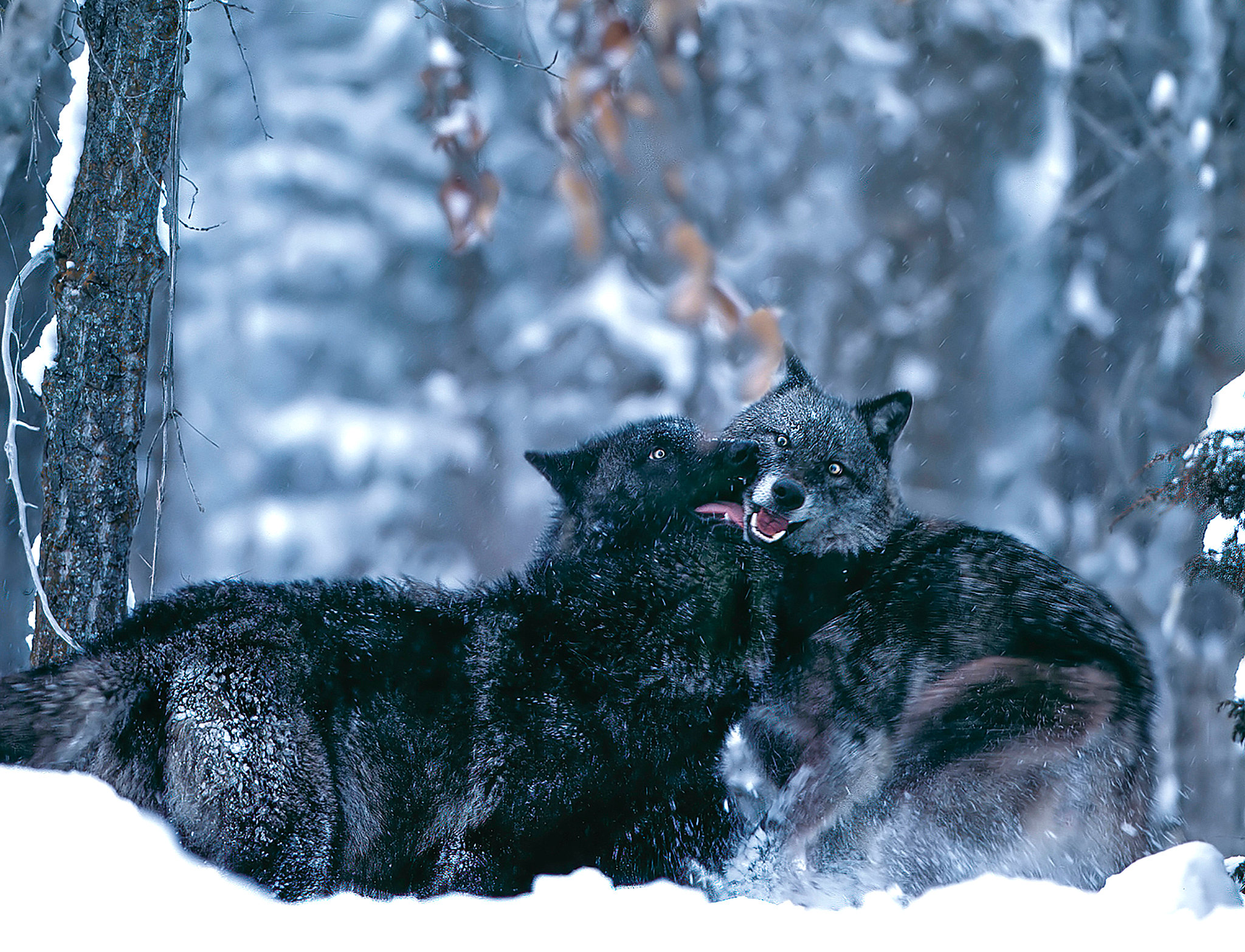 Wolves at play - Jim Zuckerman photography & photo tours