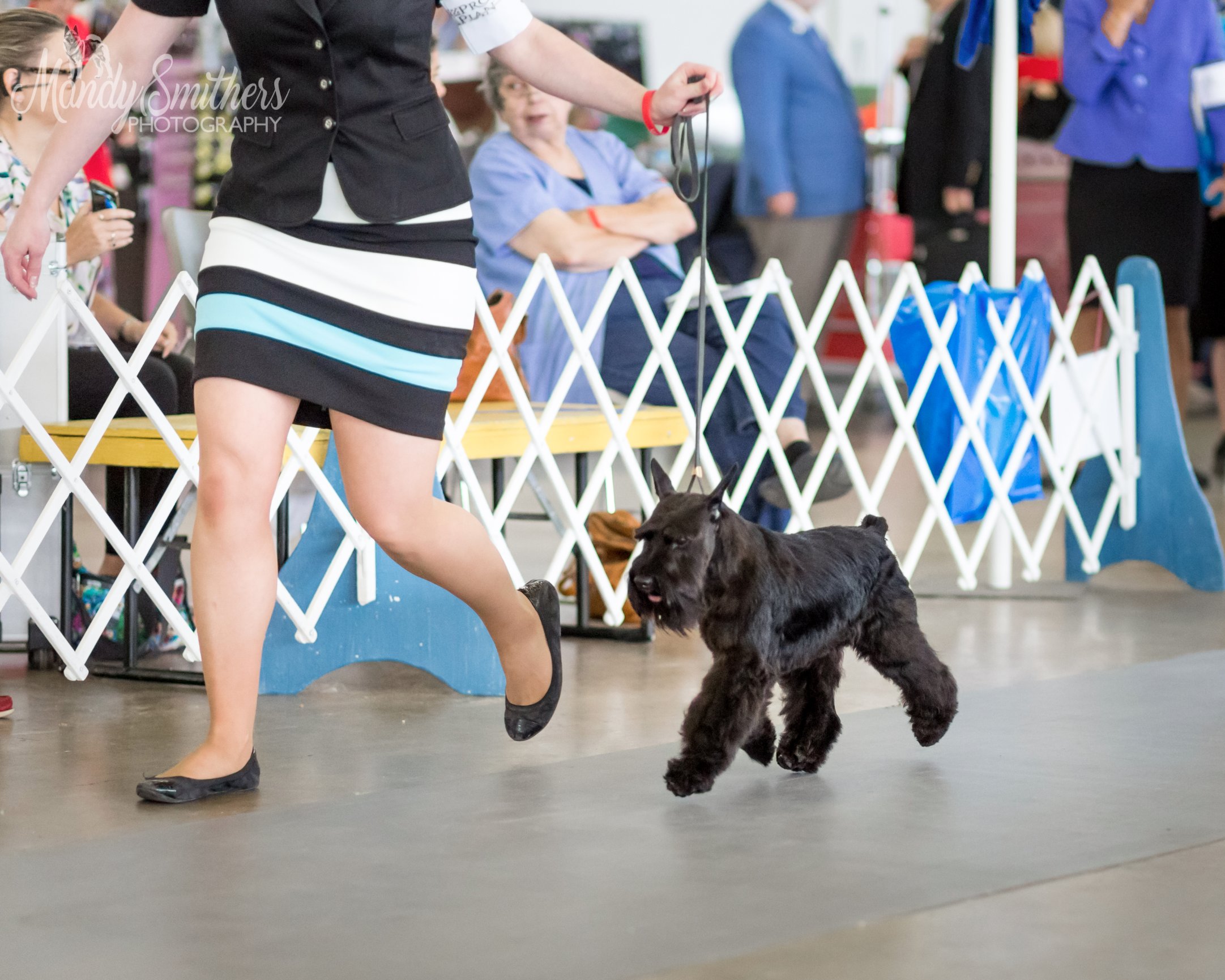 Dog Show Ringside Movement Pictures - Mandy Smithers Photography