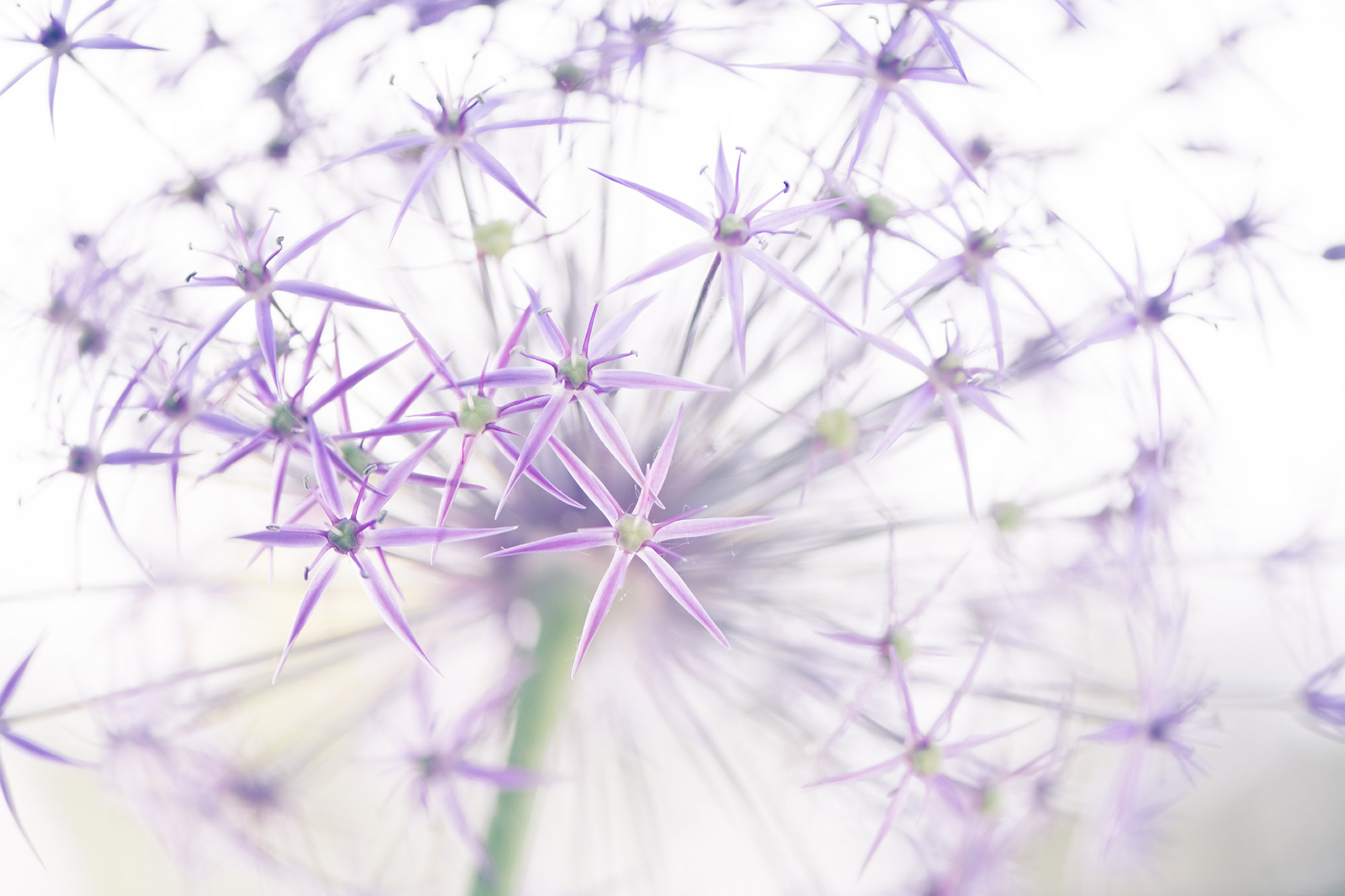 FLOWER GALLERY | Susan Phelps flower photography | Wokingham