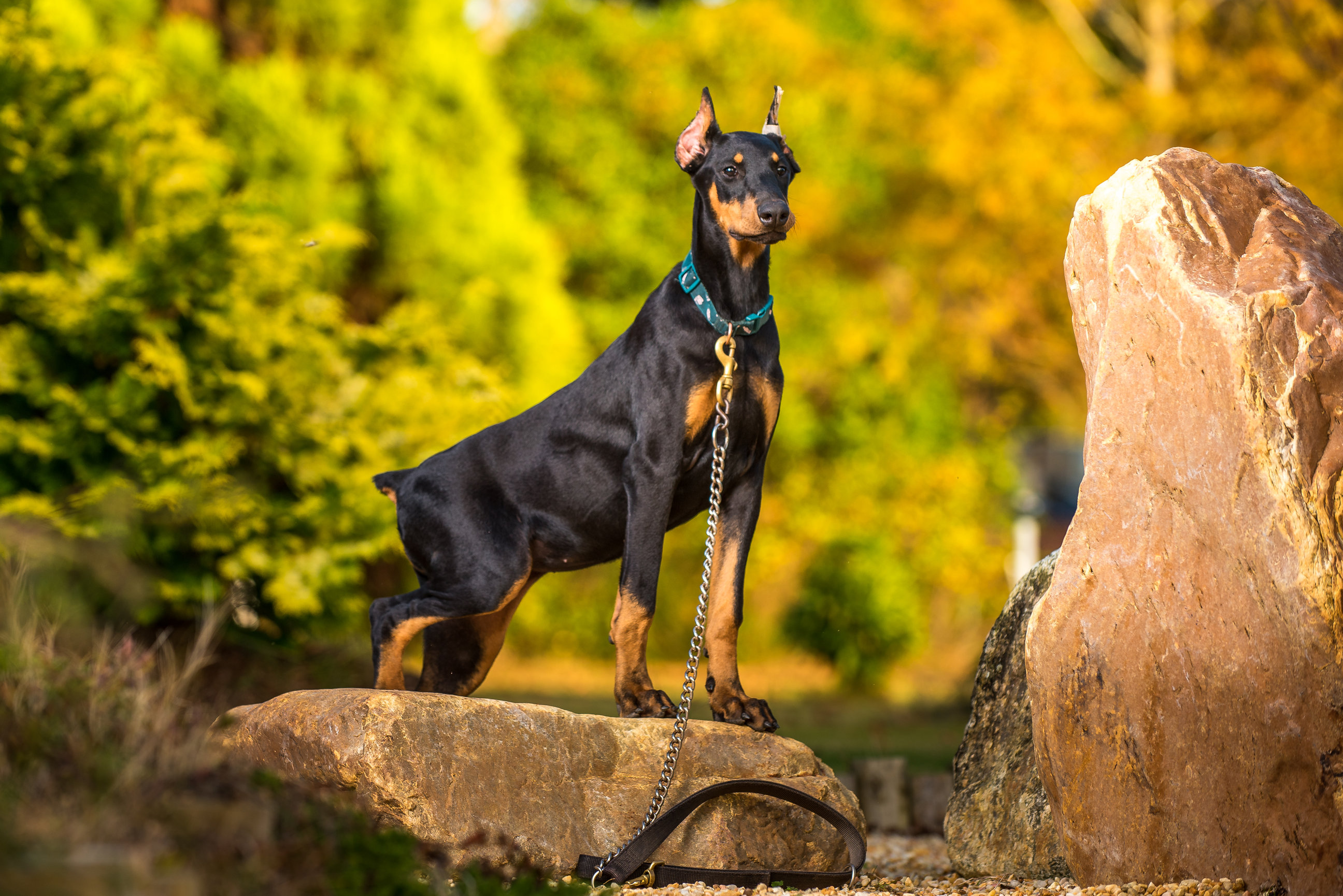 Doberman Portraits - Pet Photography
