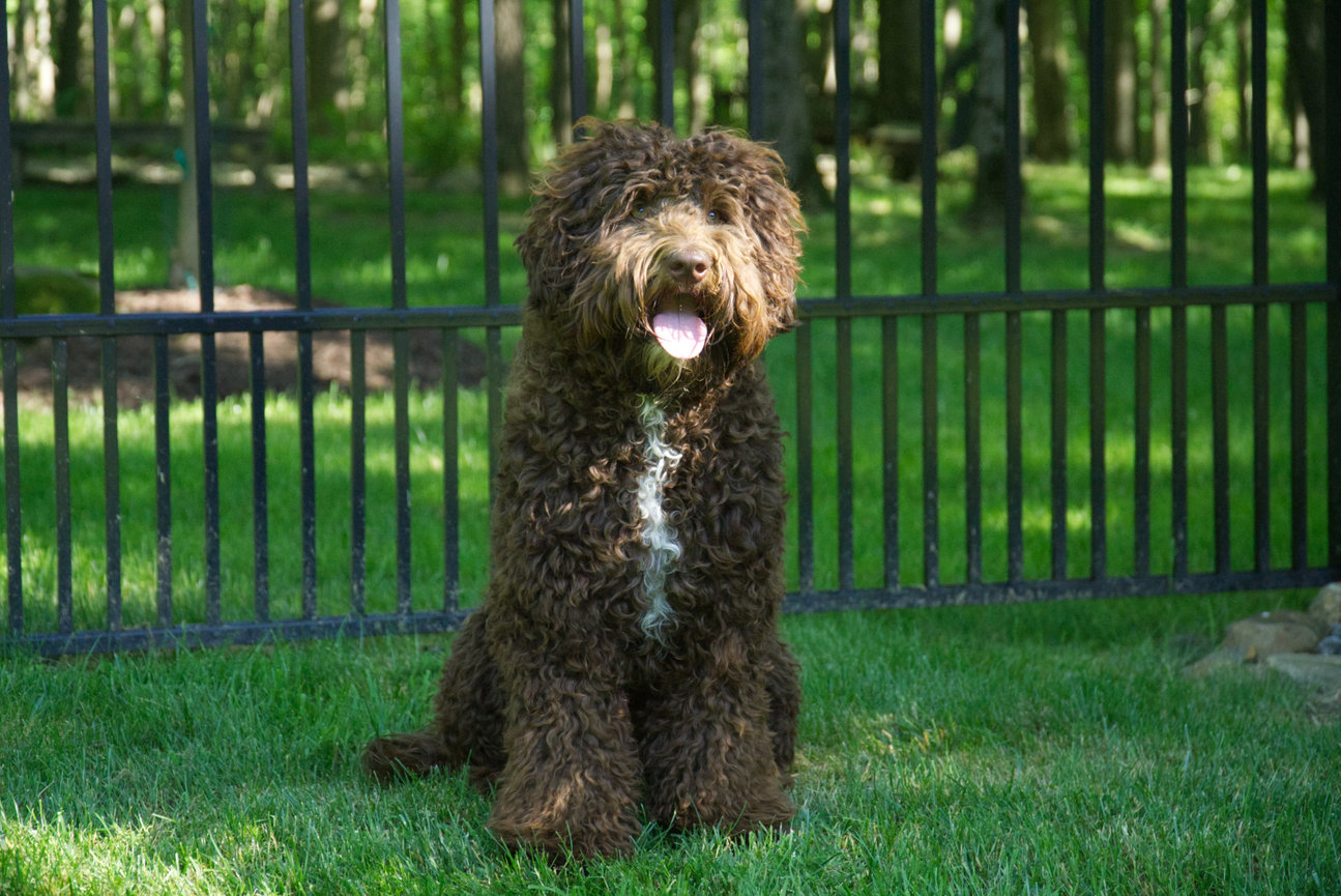 Liberty - Heritage Manor Labradoodles