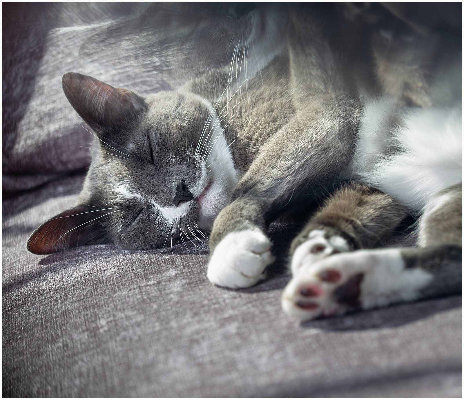 Pet Photography - A Beautiful Bond that Deserves Celebration