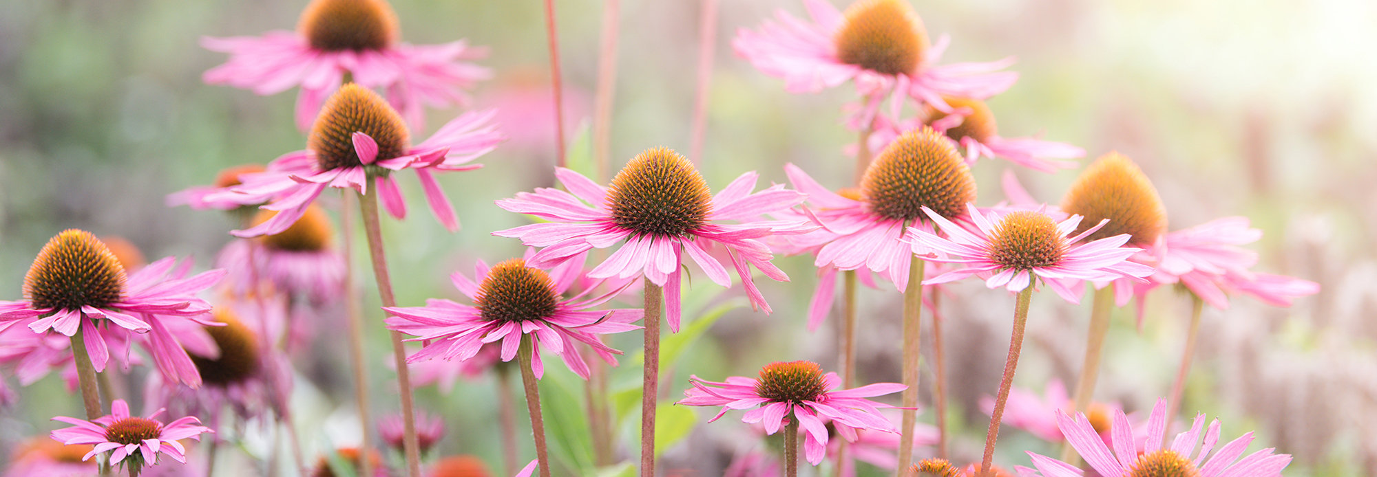 ABOUT | Susan Phelps Photography | Wokingham