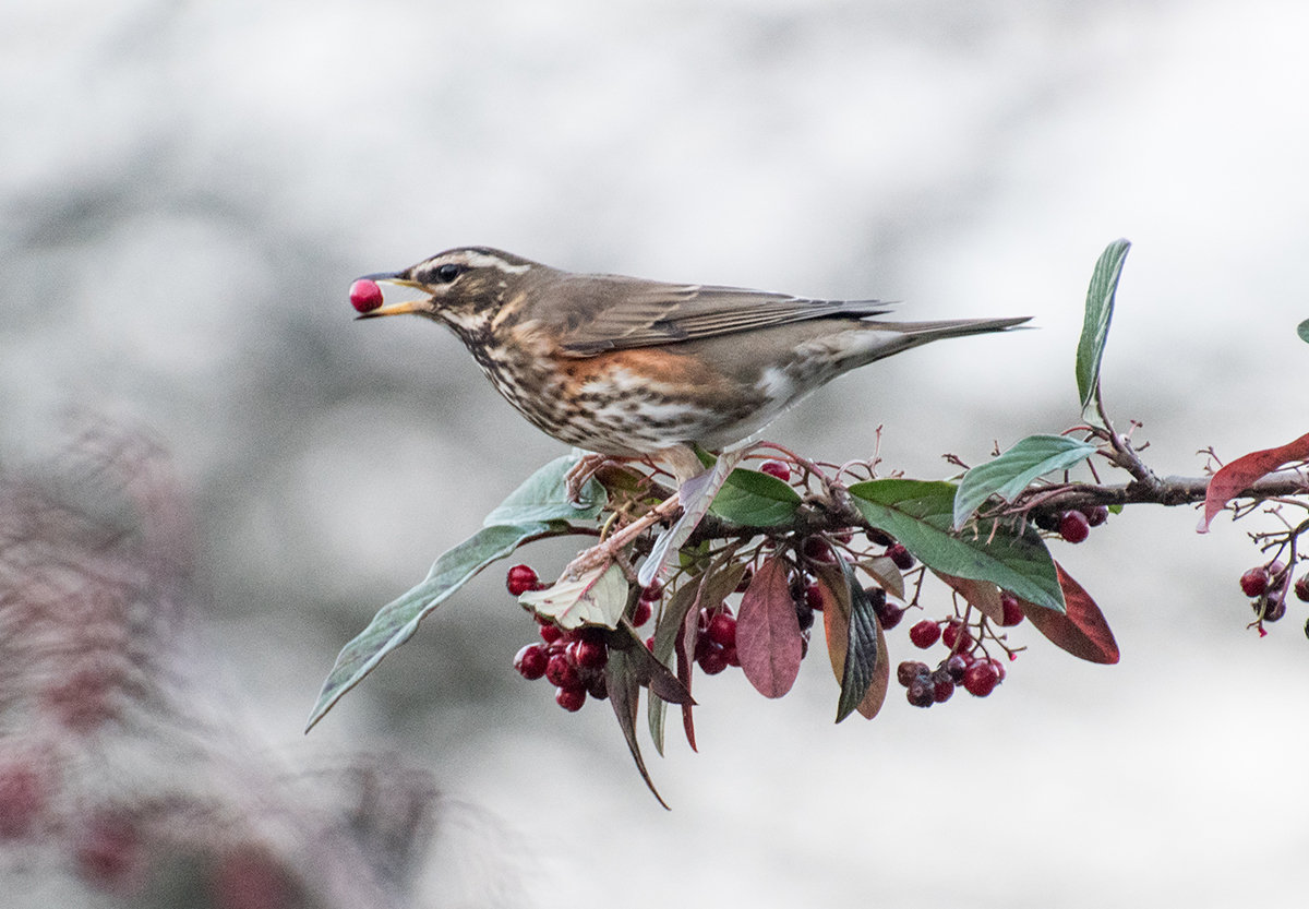 NATURE GALLERY | Susan Phelps Photography | WOKINGHAM