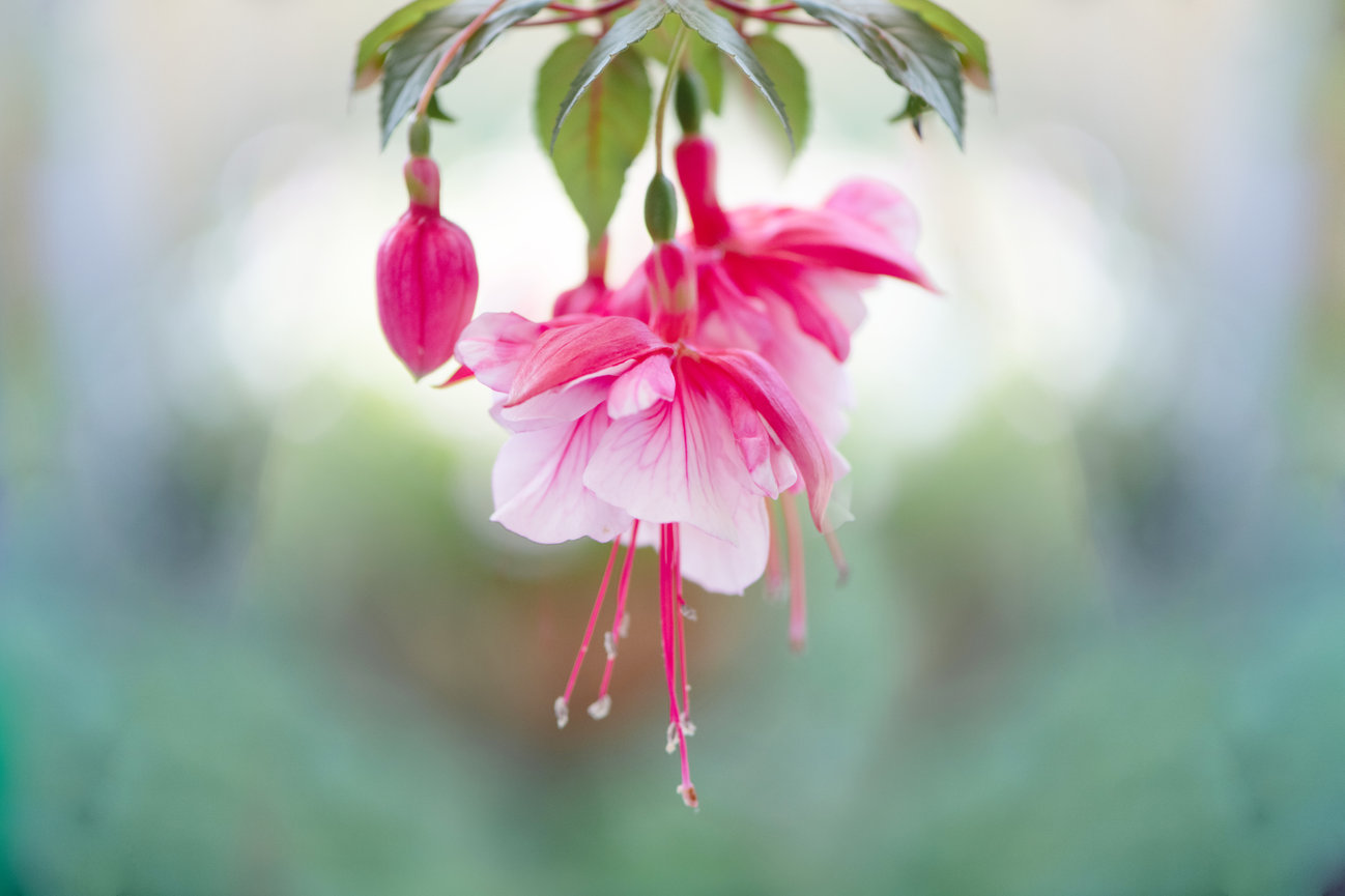 FLOWER PHOTOGRAPHY | Susan Phelps Photography | Wokingham