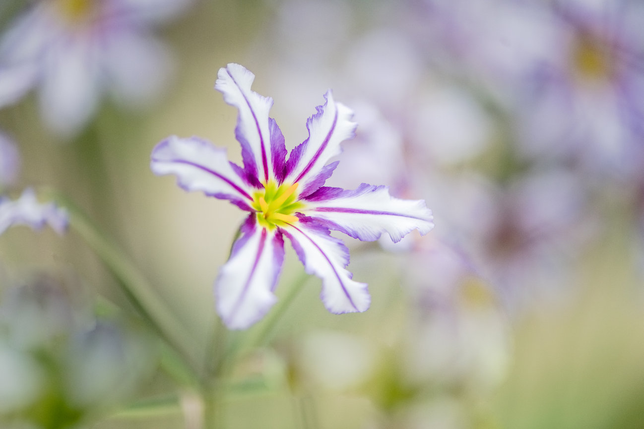 FLOWER PHOTOGRAPHY | Susan Phelps Photography | Wokingham