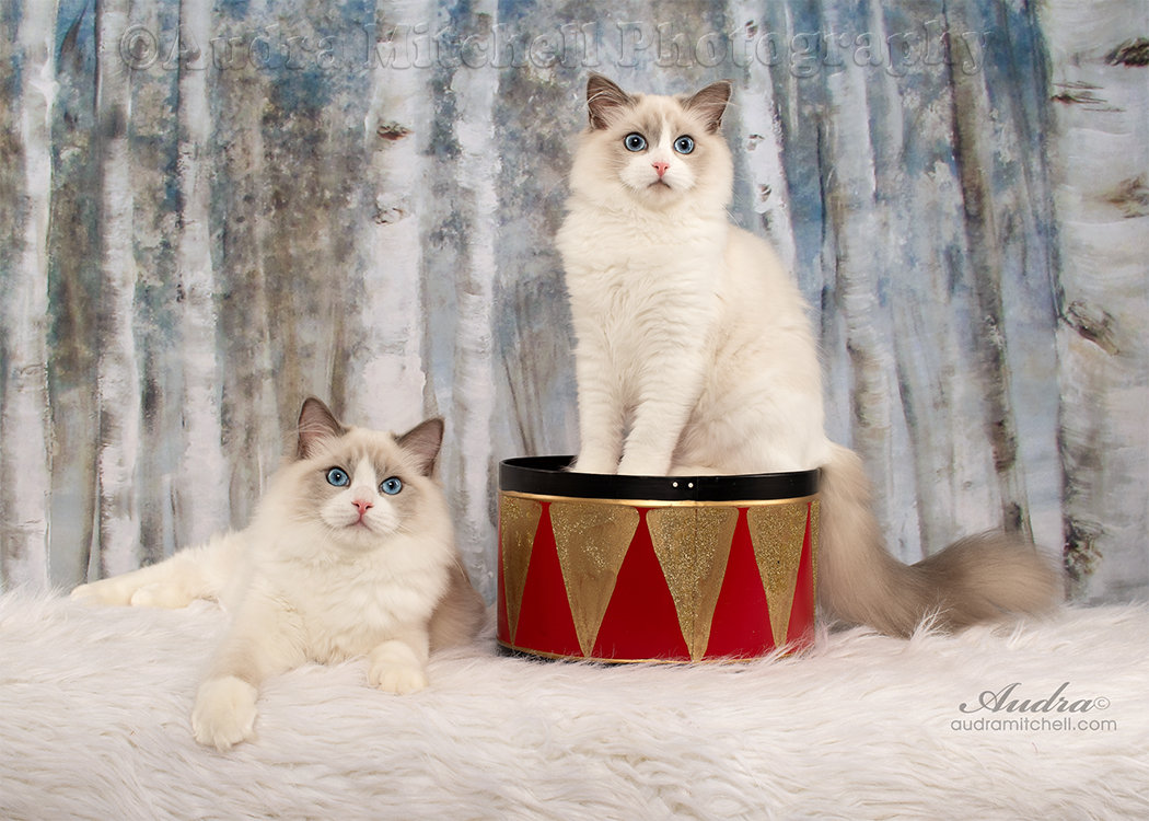 Sample Christmas Pets - Audra Mitchell Photography
