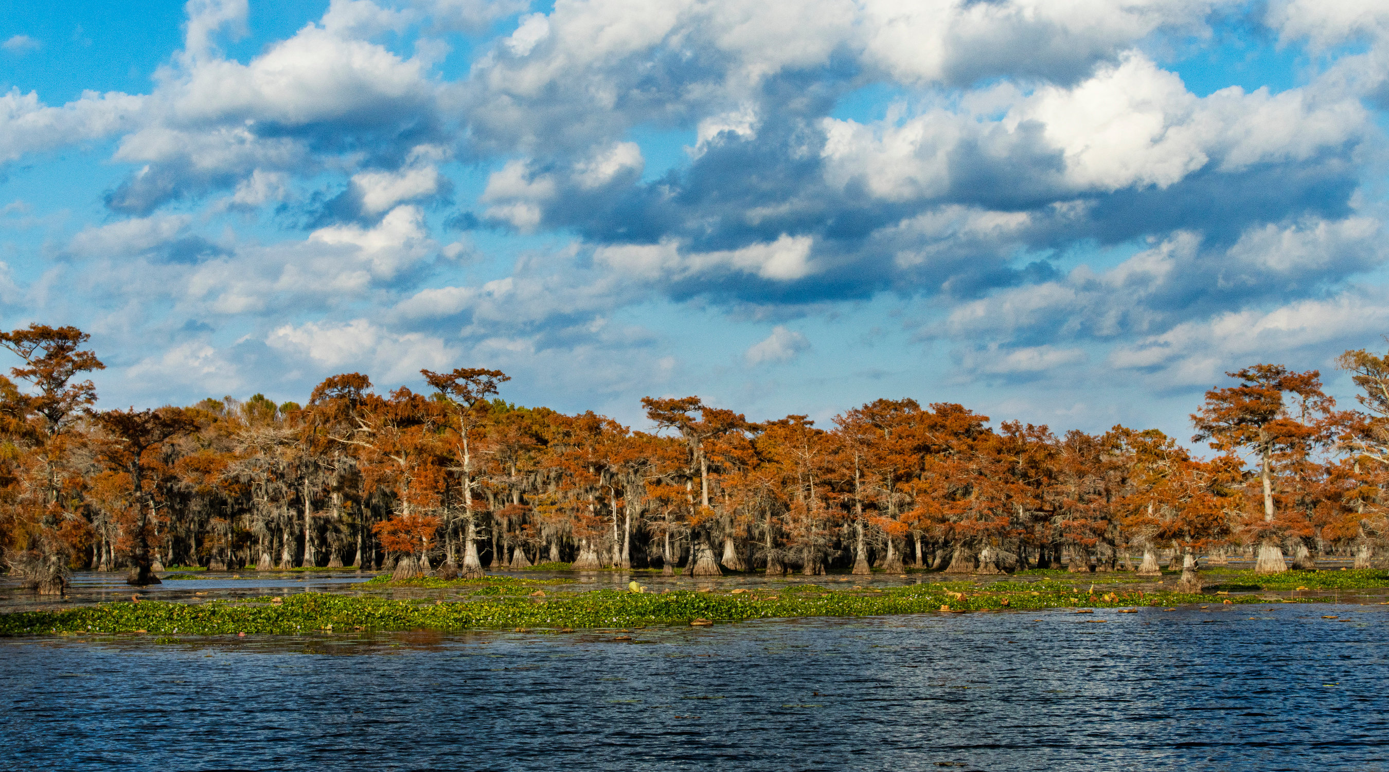 Caddo Lake, TX Fall - Nature Exposed Tours