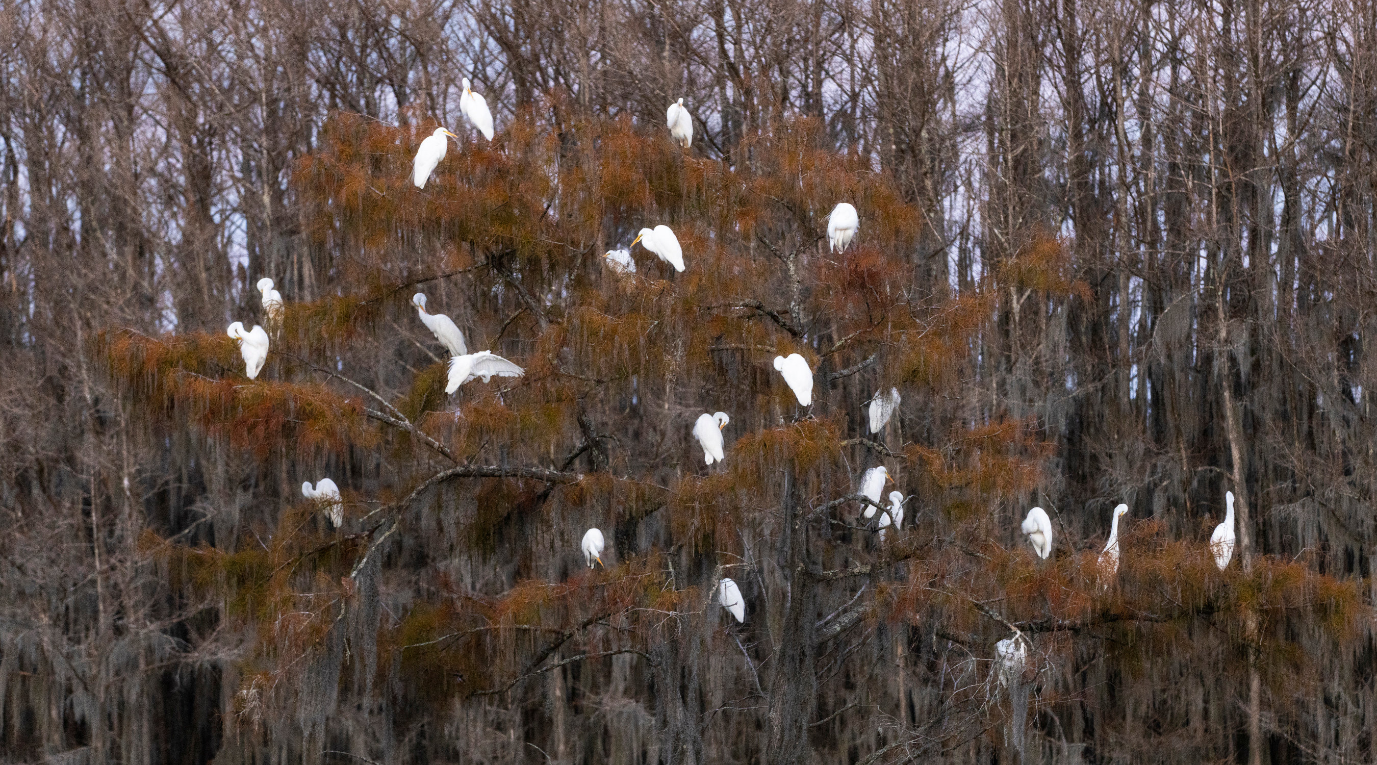Caddo Lake, TX Fall - Nature Exposed Tours