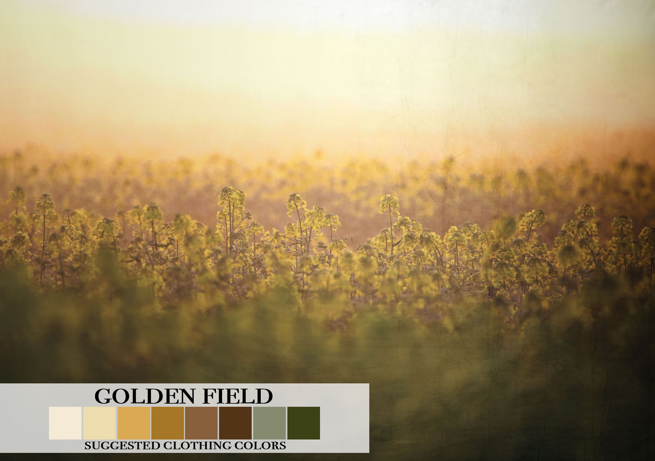 Golden Field - Daydream Photography - Brush Colorado Photographer