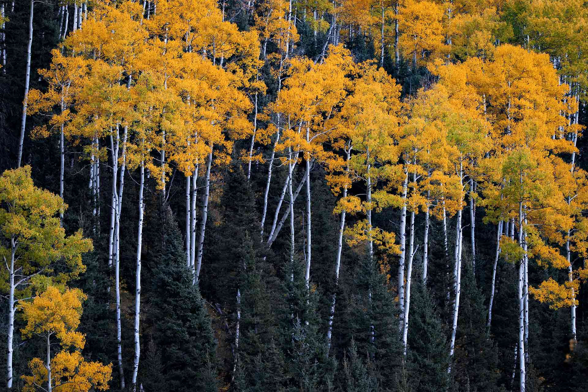 Lollipop Mountain - Rob Strain